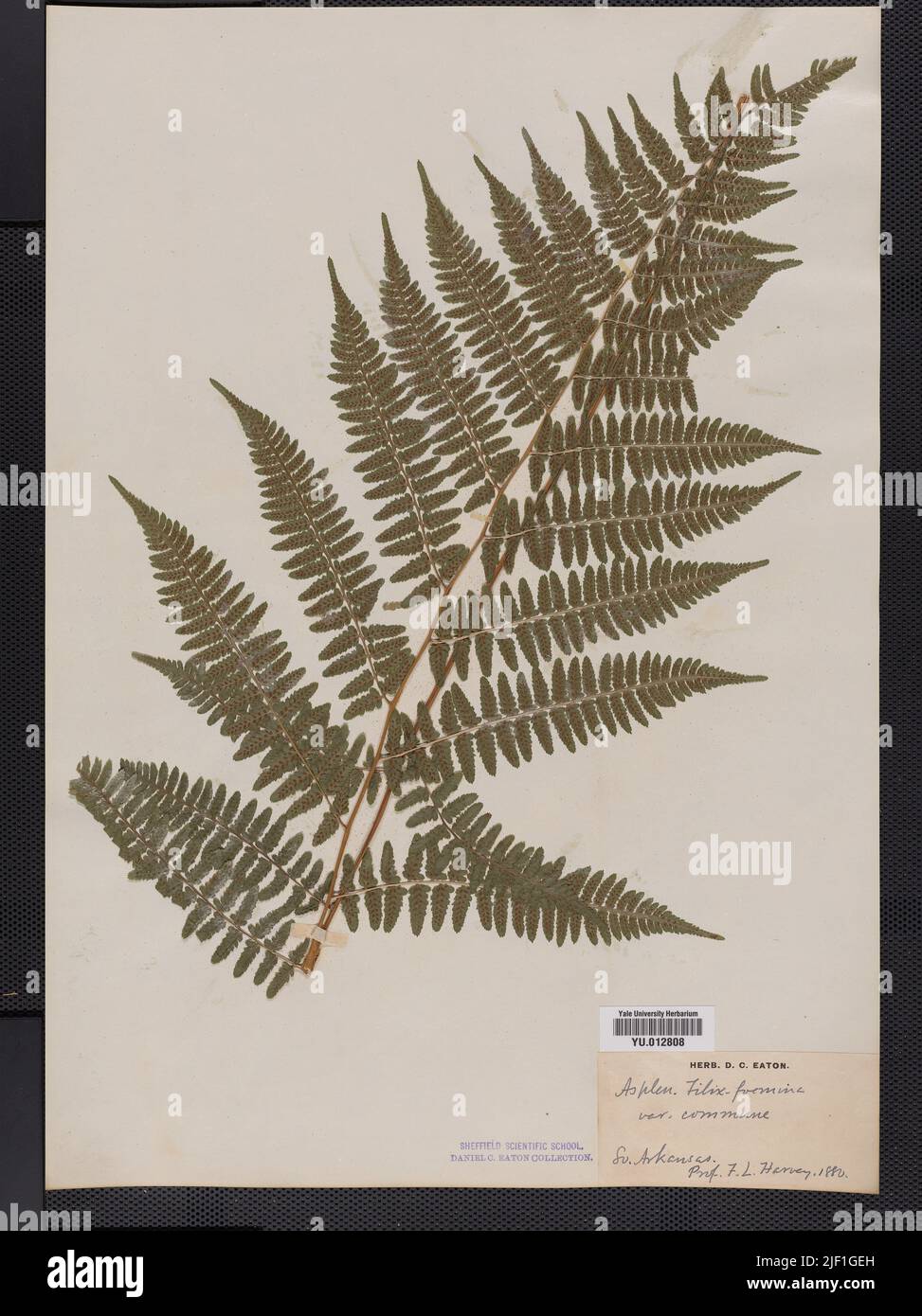 Foraminiferida hi-res stock photography and images - Alamy