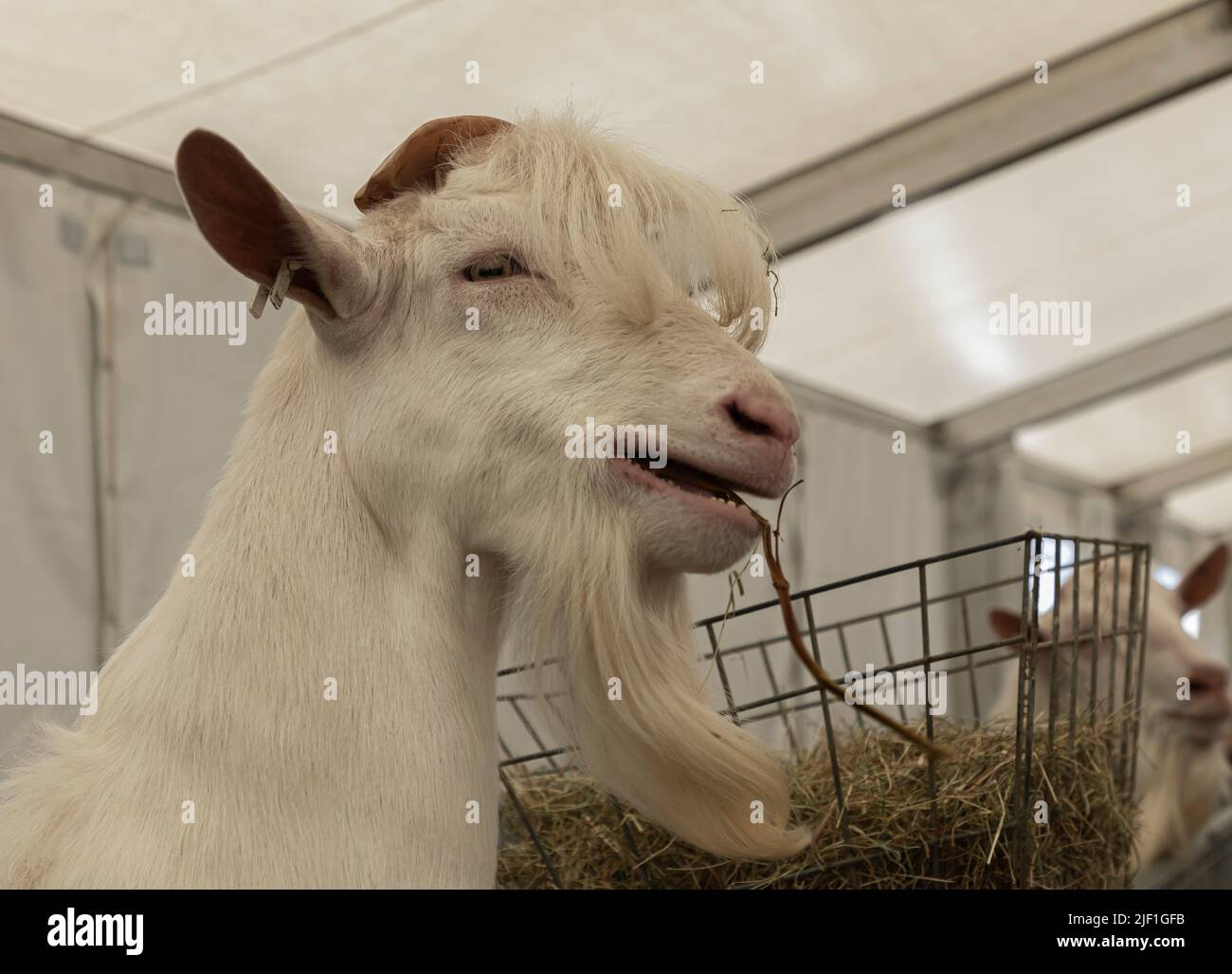 Close up of the head of a large white billy goat with a beard and ...