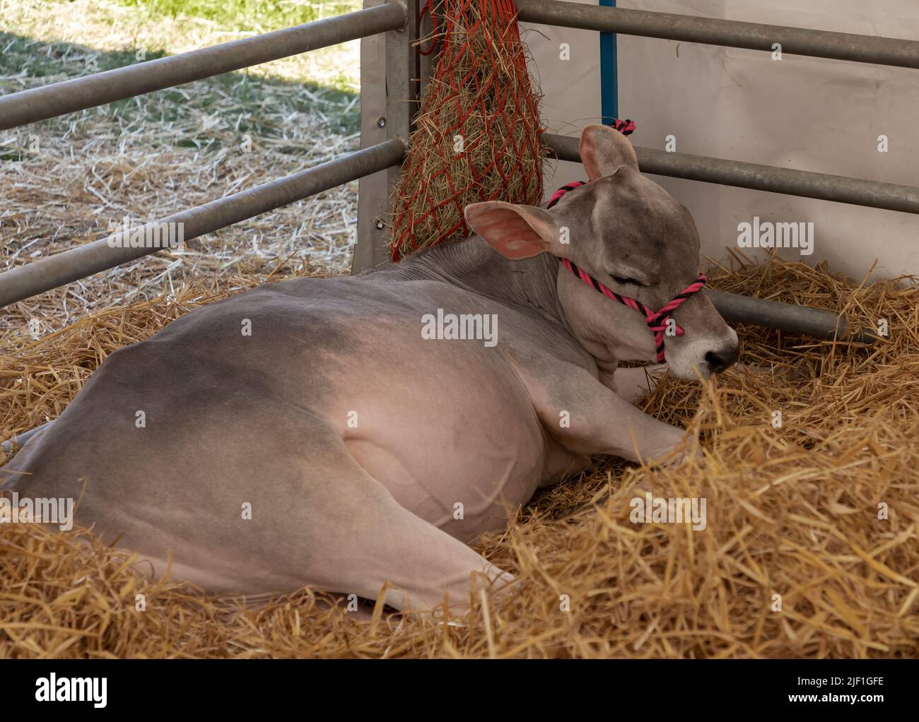 Grey coloured calf lying in some straw in a holding pen wearing a pink ...