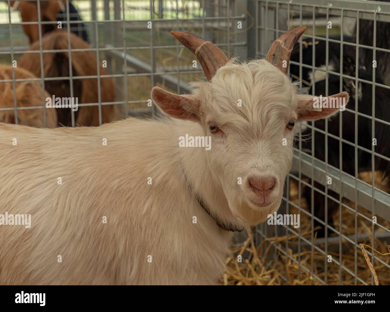 Head shot of small white goat with small horns that is wearing a black ...