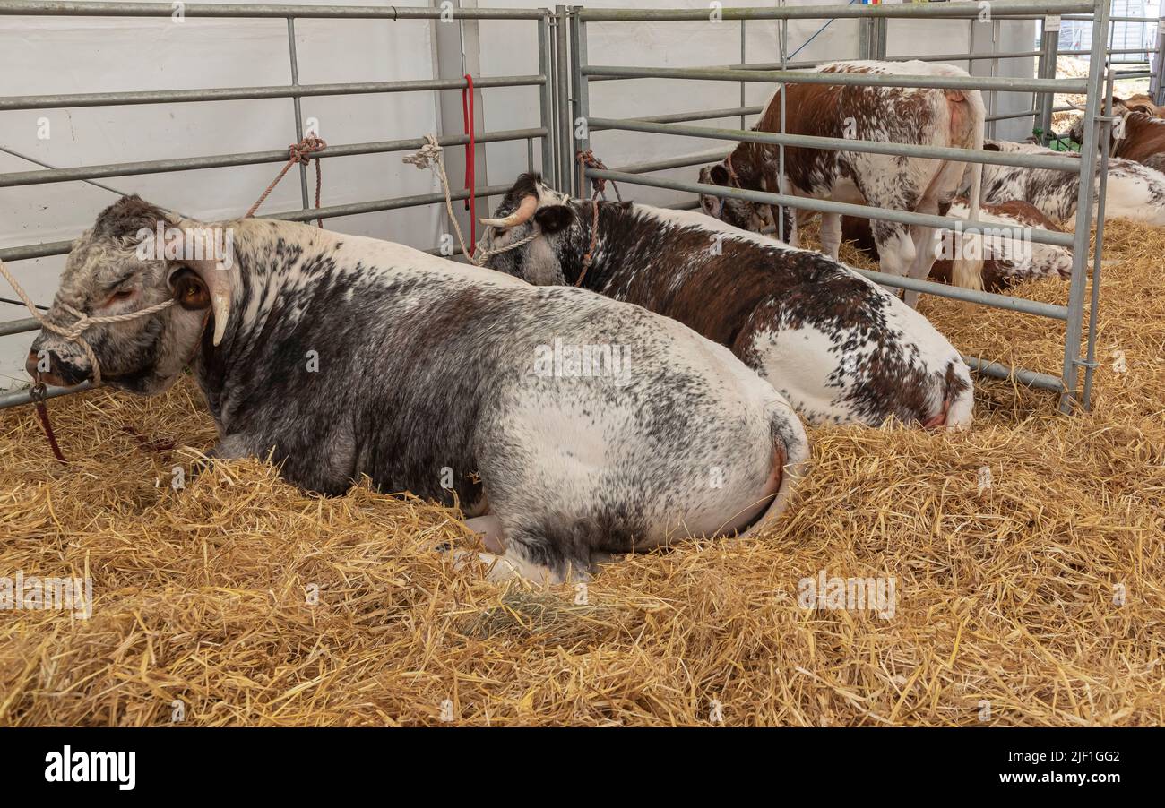 Rare breed bull and cow lying down on a bed of nice clean hay tied by ...