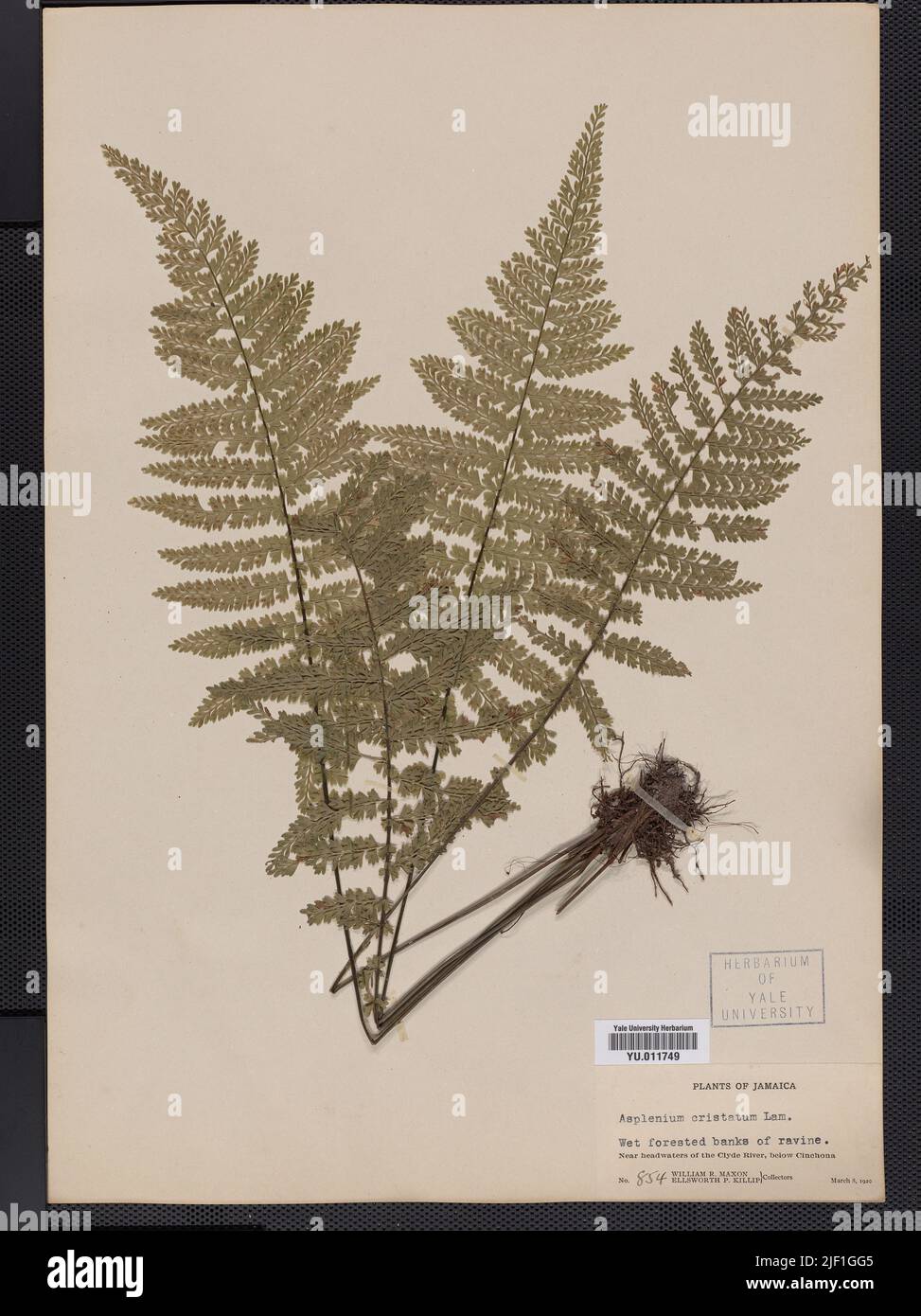 Neogloboquadrina incompta (Cifelli, 1961 Stock Photo - Alamy