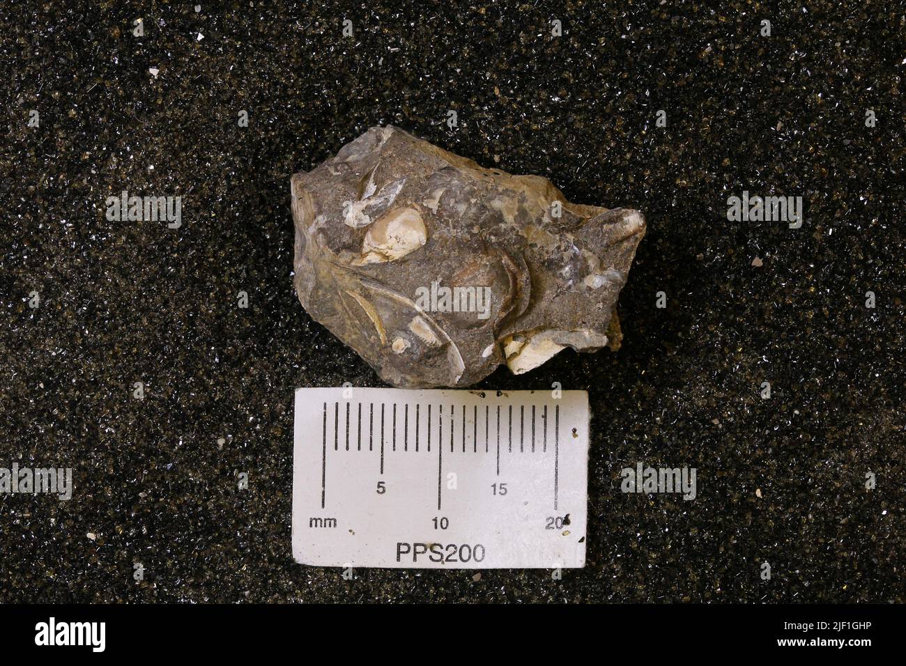 Spisula elliptica animalia hi-res stock photography and images - Alamy