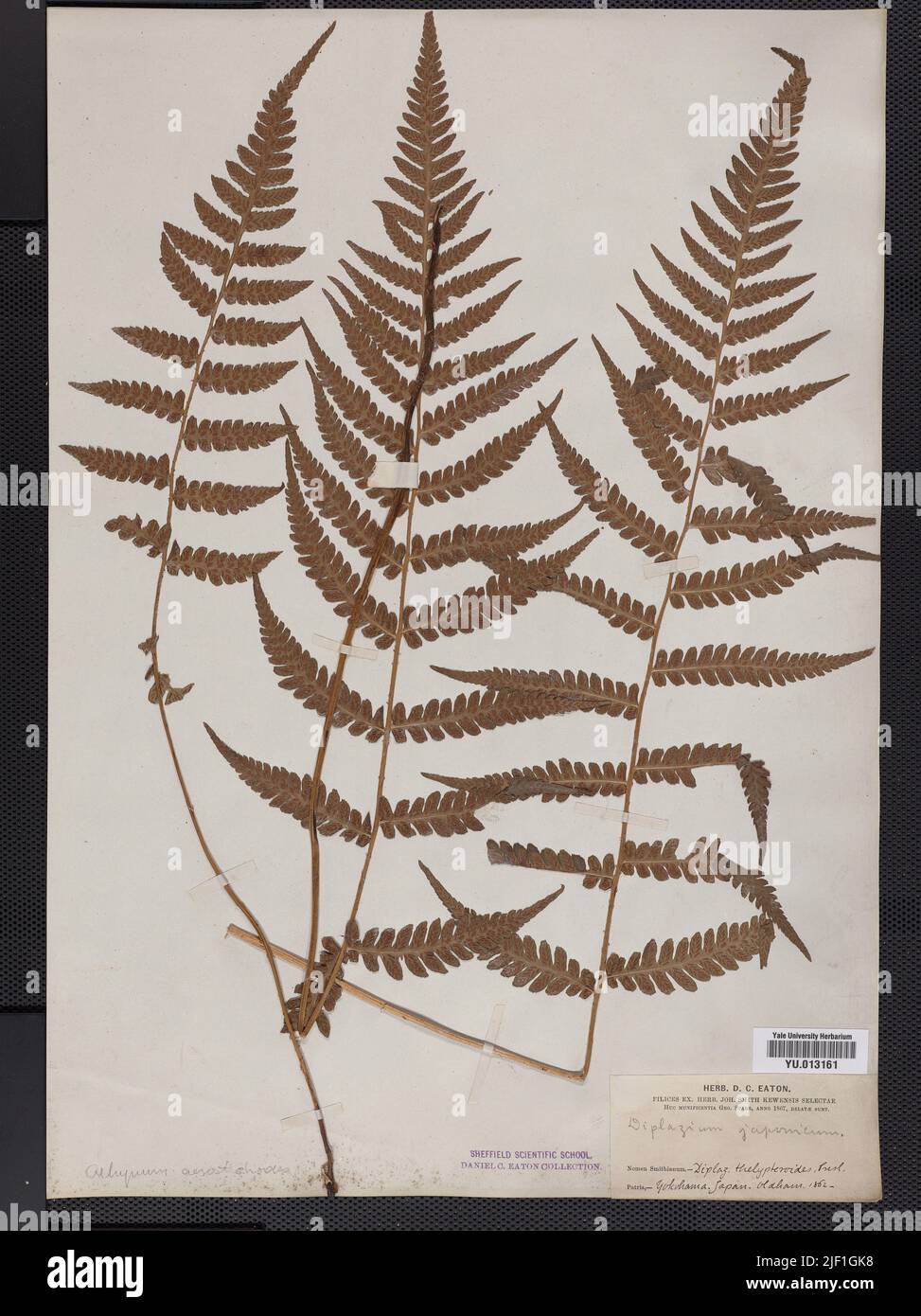 Neogloboquadrina incompta (Cifelli, 1961 Stock Photo - Alamy