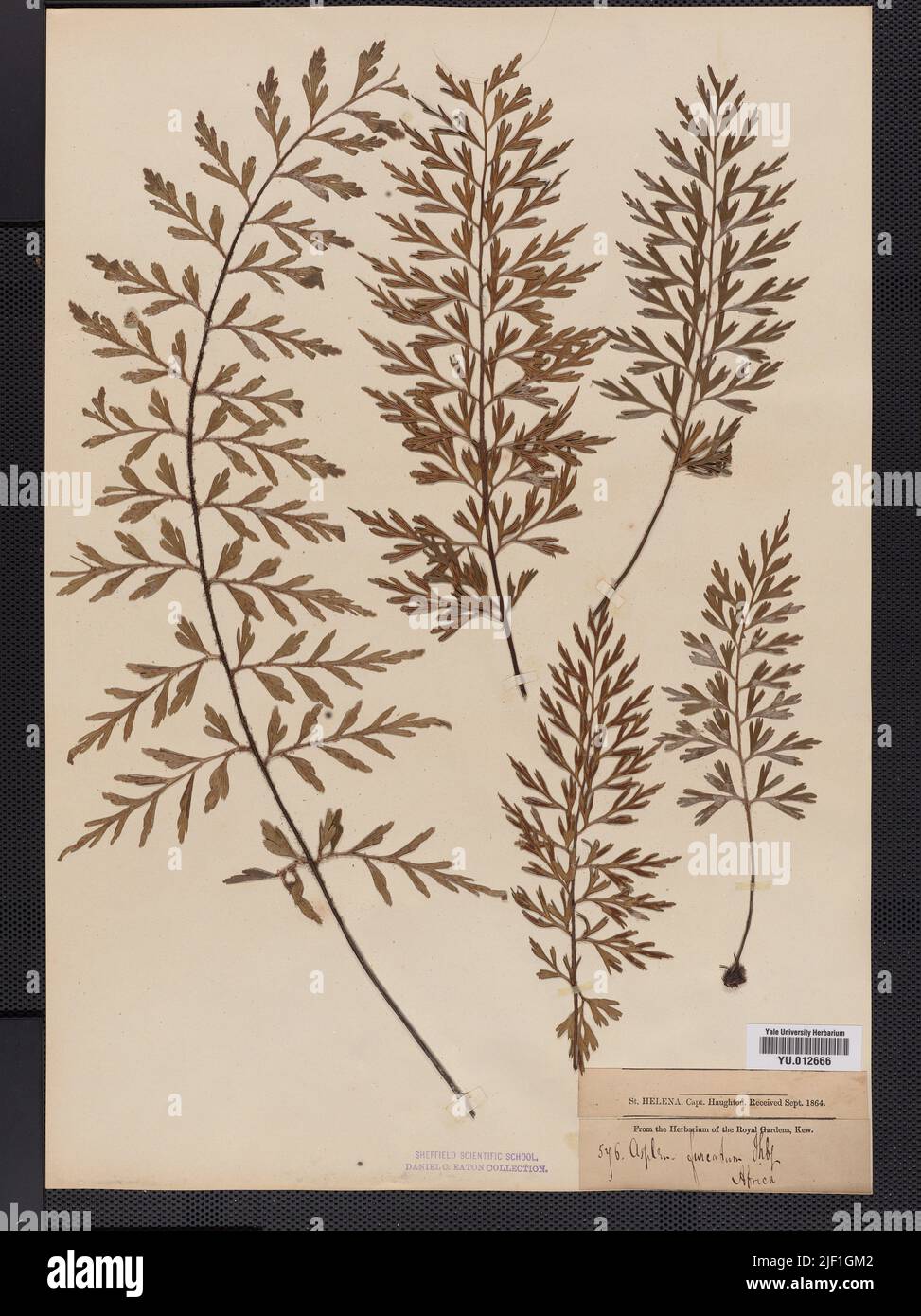 Neogloboquadrina incompta (Cifelli, 1961 Stock Photo - Alamy