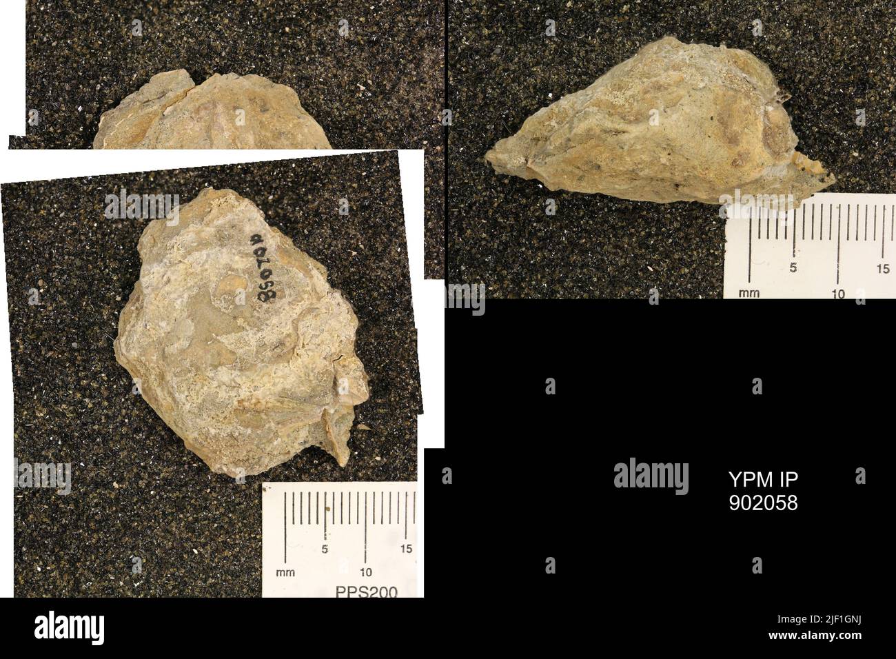 Ammonoidea animalia hi-res stock photography and images - Alamy