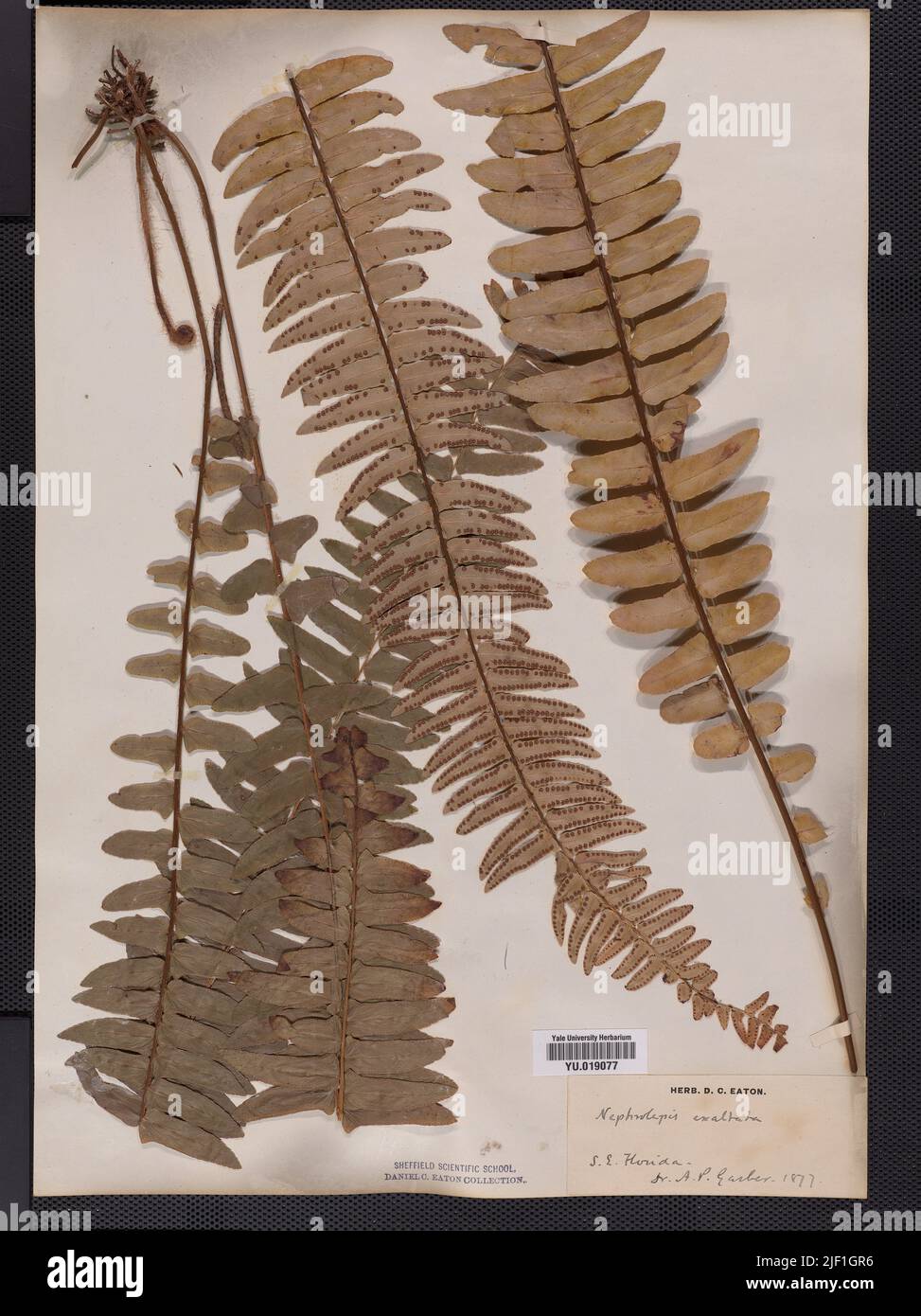Neogloboquadrina pachyderma (Ehrenberg, 1861 Stock Photo - Alamy