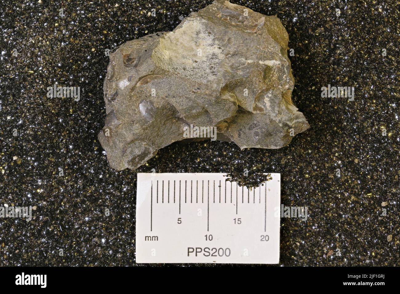 Lingula fossil hi-res stock photography and images - Alamy
