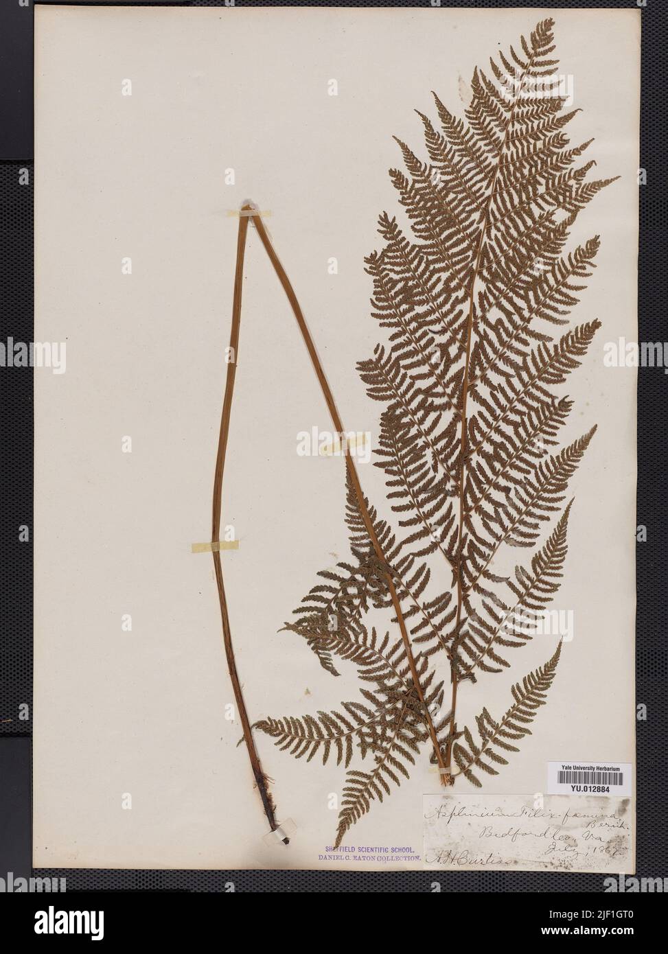 Neogloboquadrina incompta (Cifelli, 1961 Stock Photo - Alamy