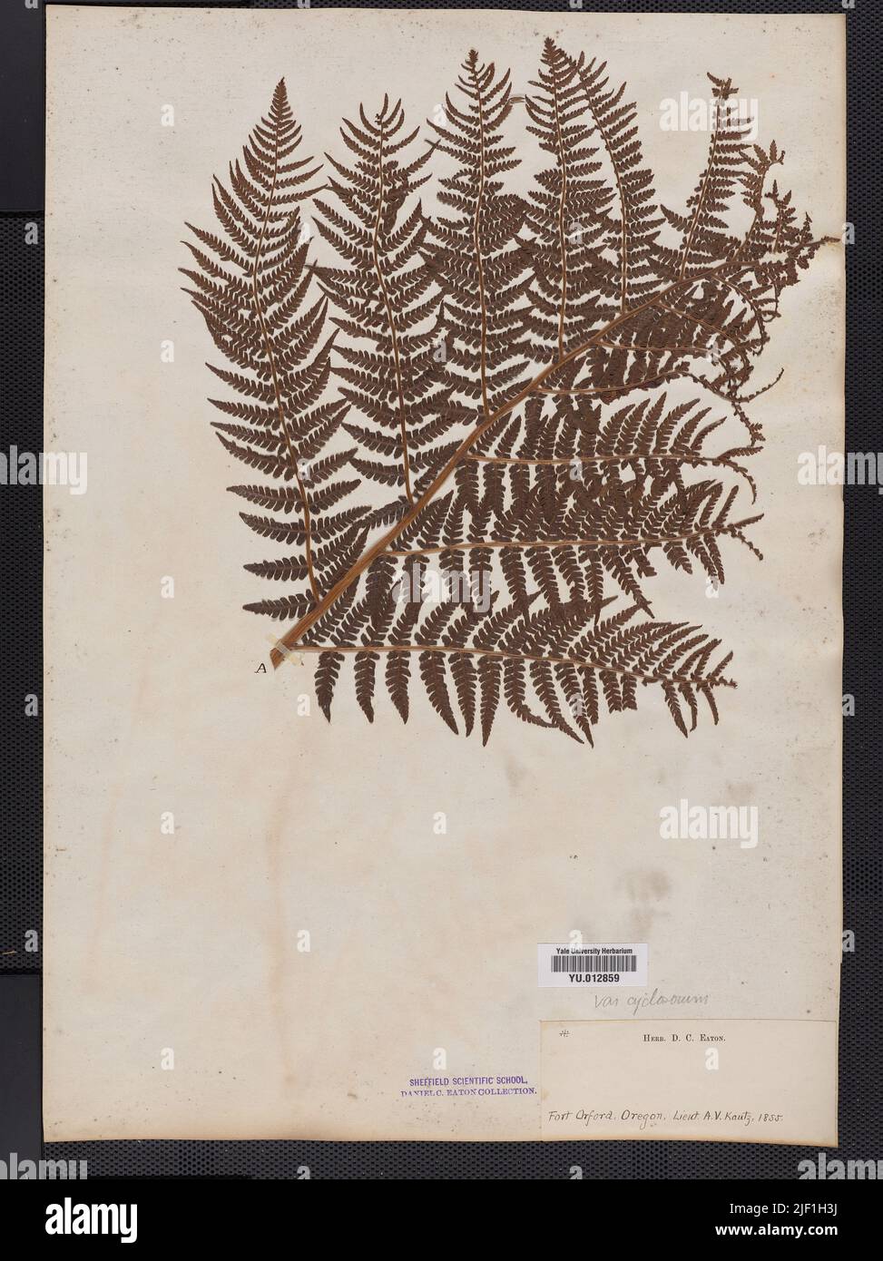 Neogloboquadrina incompta cifelli hi-res stock photography and images ...