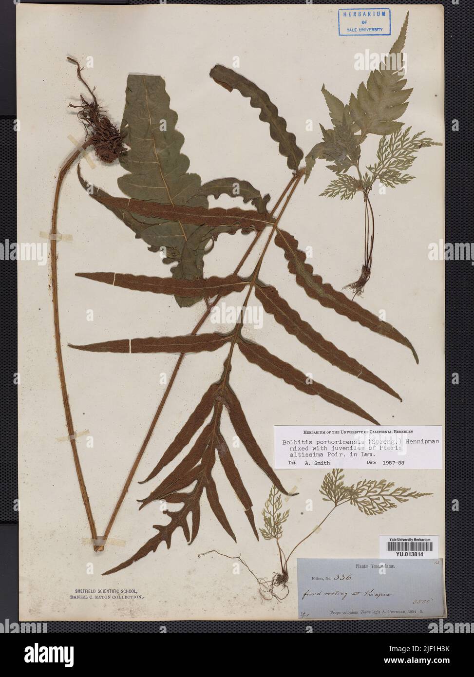 Neogloboquadrina incompta (Cifelli, 1961 Stock Photo - Alamy