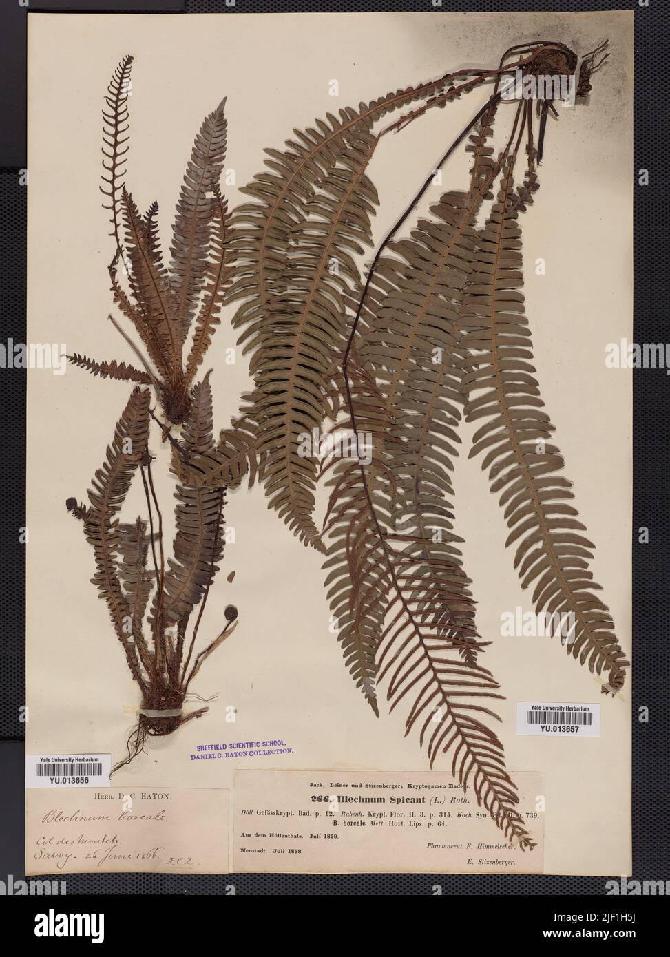 Rhizopo hi-res stock photography and images - Alamy
