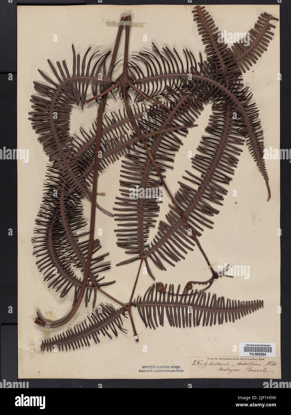 Neogloboquadrina incompta cifelli hi-res stock photography and images ...