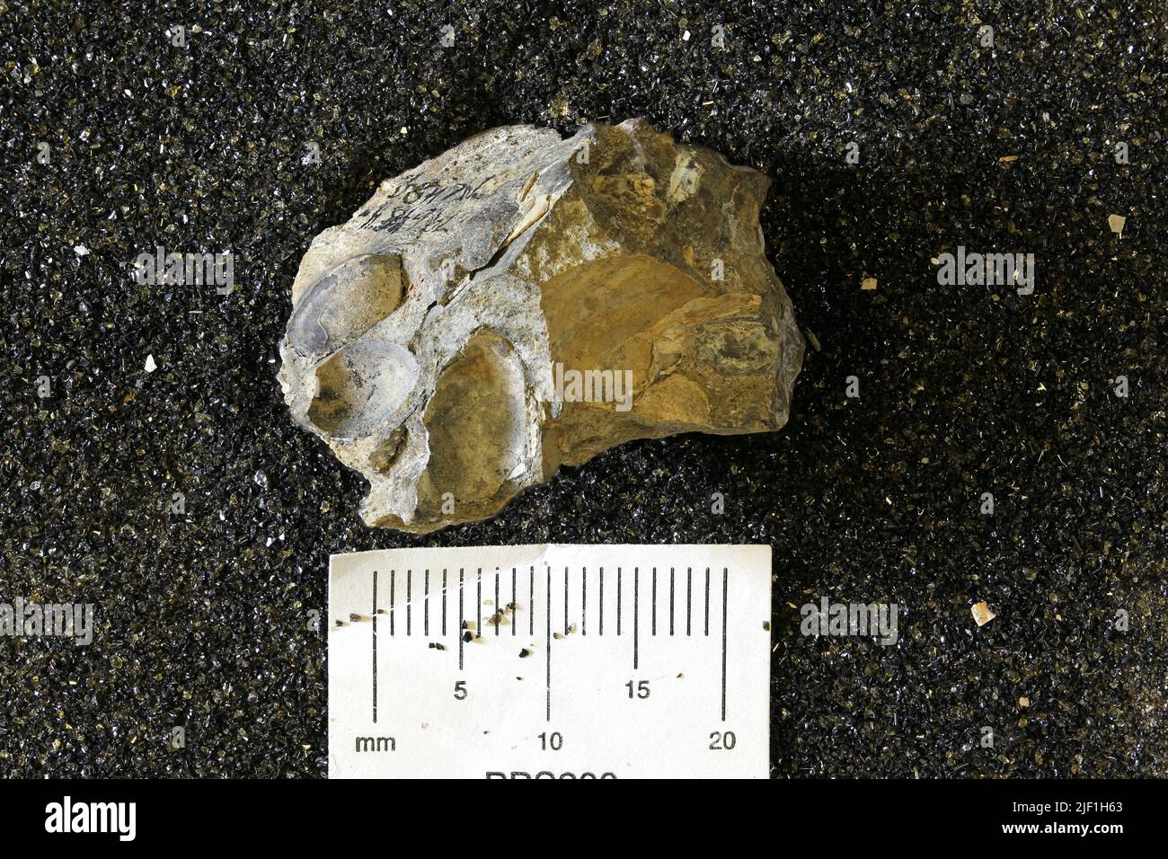 Pteria linguiformis Evans & Shumard Stock Photo - Alamy