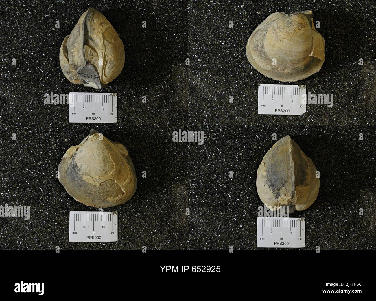 Cucullaea hi-res stock photography and images - Alamy