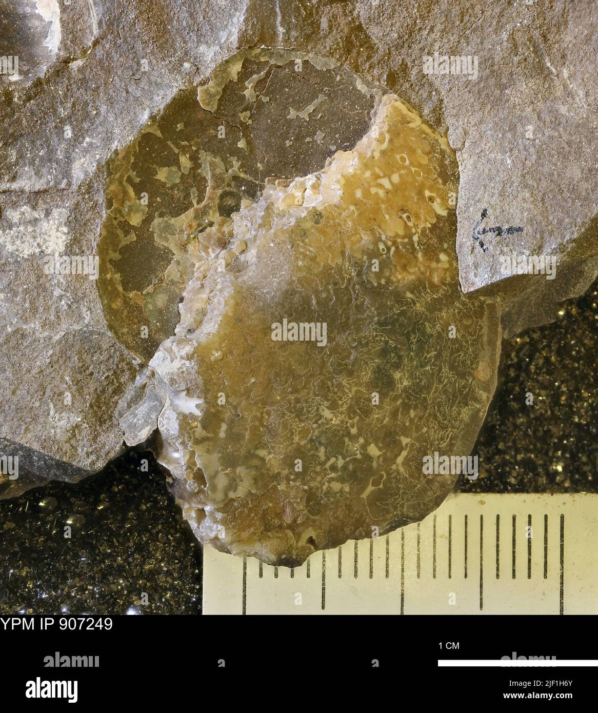 Sphenodiscus sp hi-res stock photography and images - Alamy