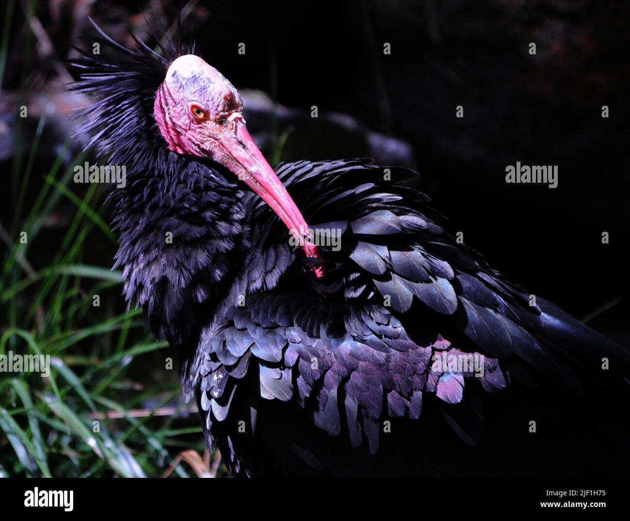 NORTHERN BALD IBIS, BIRDWORLD, FARNHAM, SURREY. PIC MIKE WALKER 2022 ...