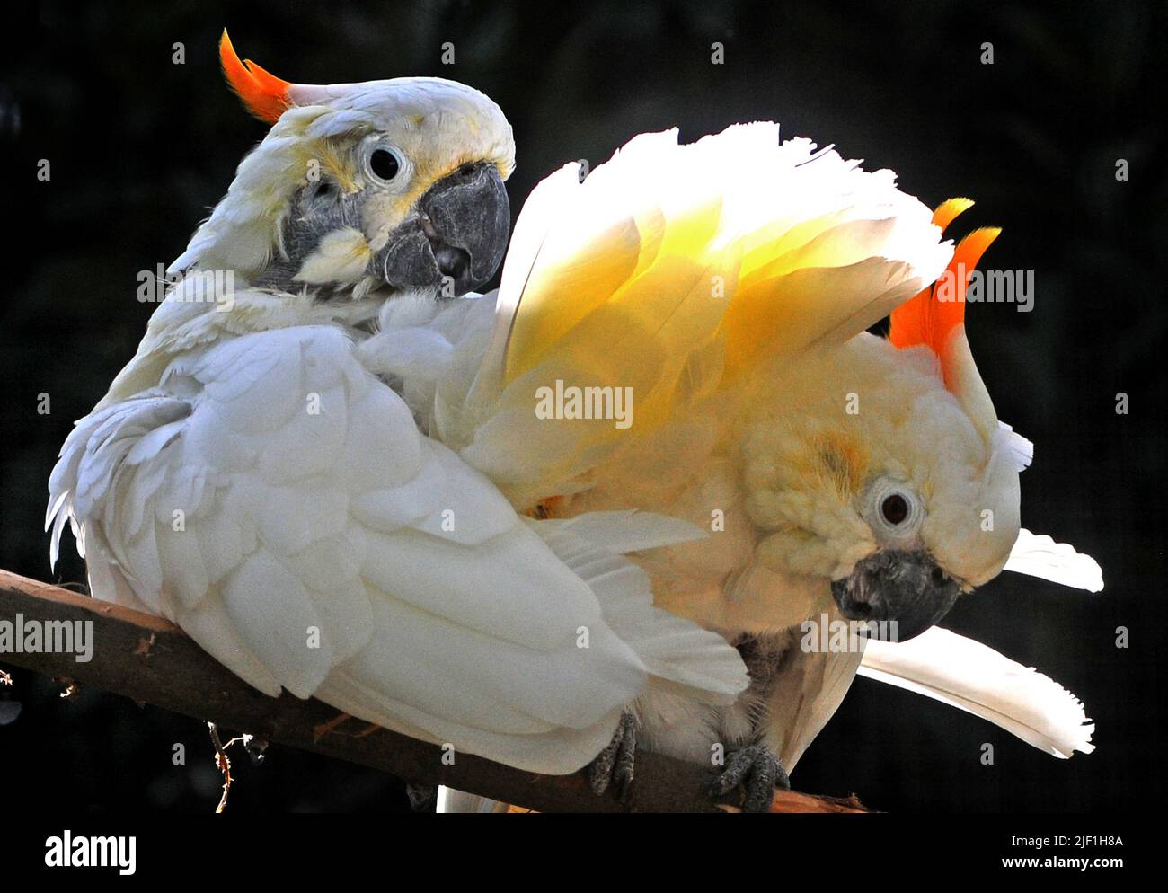 COCKATOOS, BIRDWORLD, FARNHAM SURREY PIC MIKE WALKER 2022 Stock Photo ...