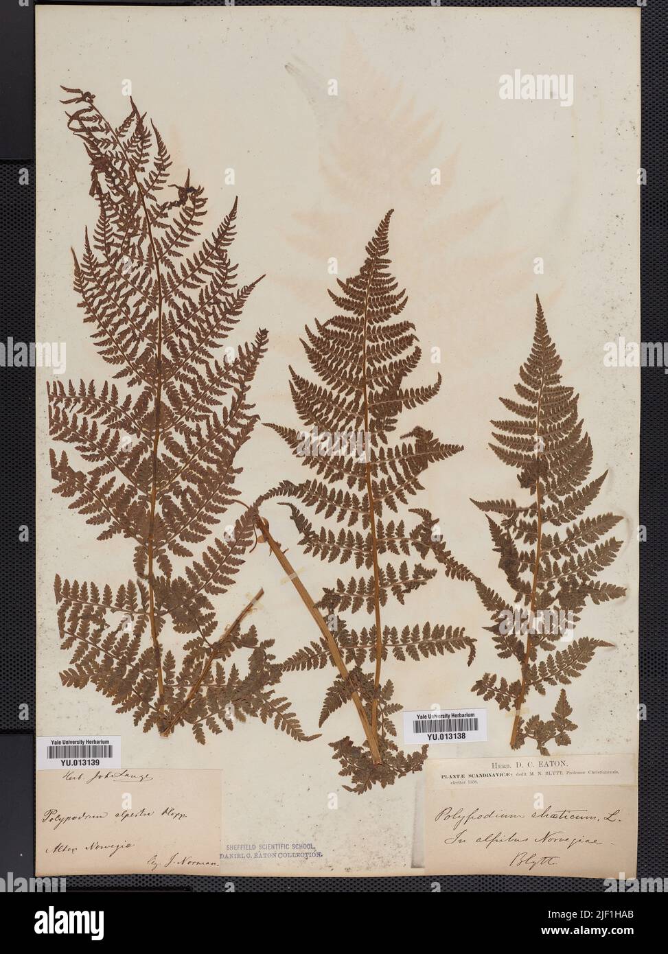 Neogloboquadrina incompta (Cifelli, 1961 Stock Photo - Alamy