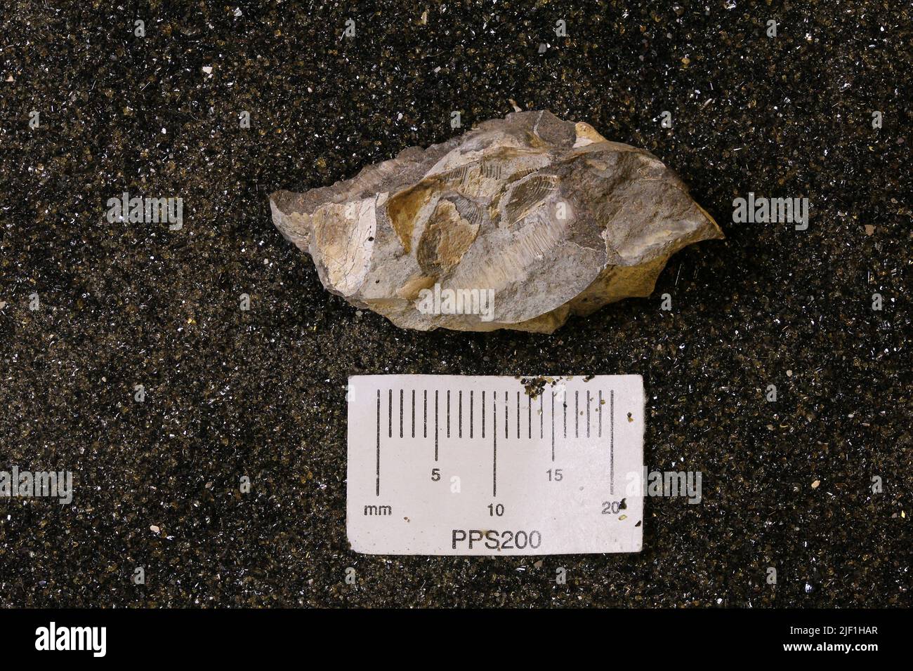 Spisula hi-res stock photography and images - Alamy