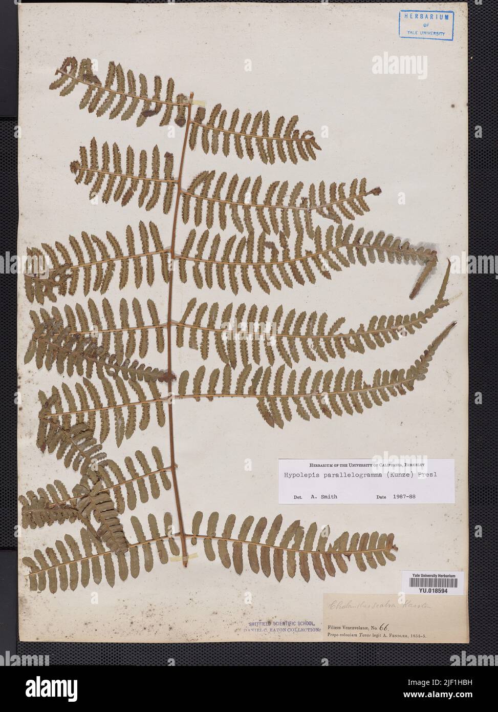 Pachyderma hi-res stock photography and images - Alamy