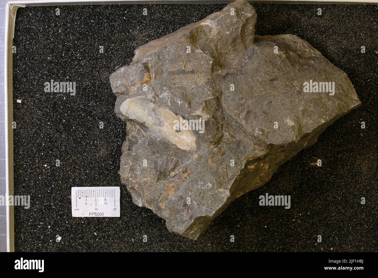 Scaphitidae animalia hi-res stock photography and images - Alamy