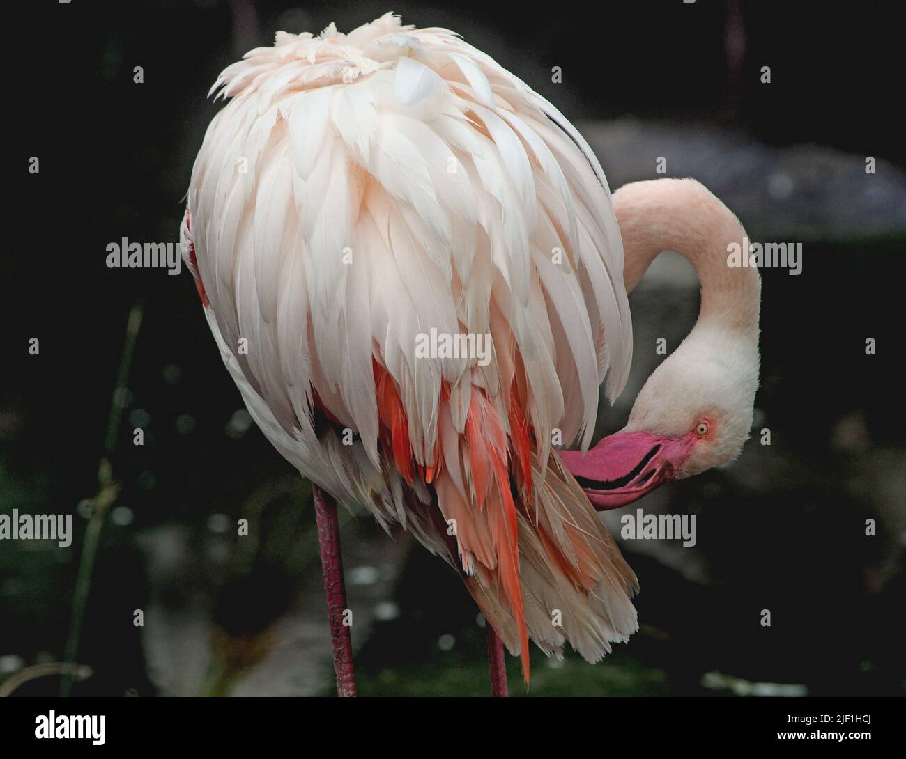 PINK FLAMINGO, BIRDWORLD, FARNHAM , SURREY PIC MIKE WALKER 2022 Stock ...