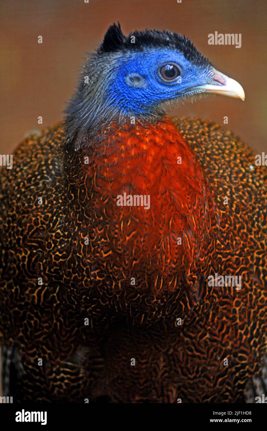 GREAT ARGUS PHEASANT, BIRDWORLD, FARNHAM , SURREY PIC MIKE WALKER 2022 ...