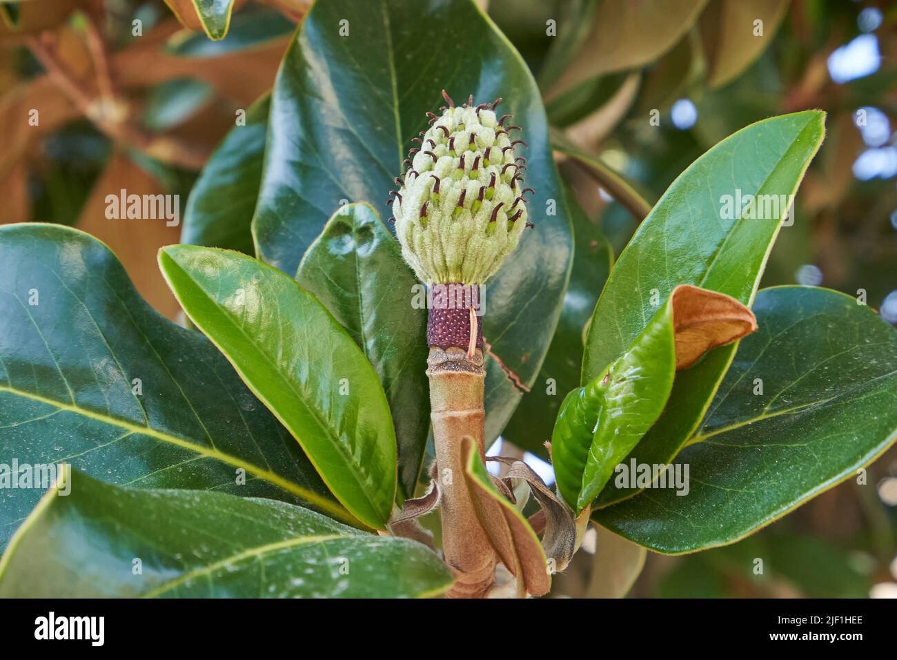 Magnolia tree seed pod hi-res stock photography and images - Alamy