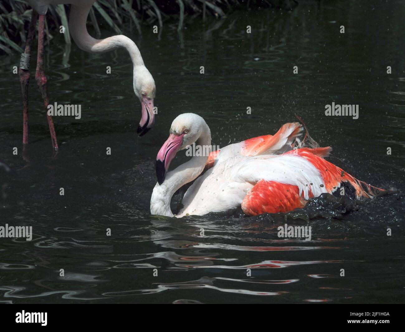 GREATER FLAMINGO, BIRDWORLD, FARNHAM SURREY PIC MIKE WALKER 2022 Stock ...