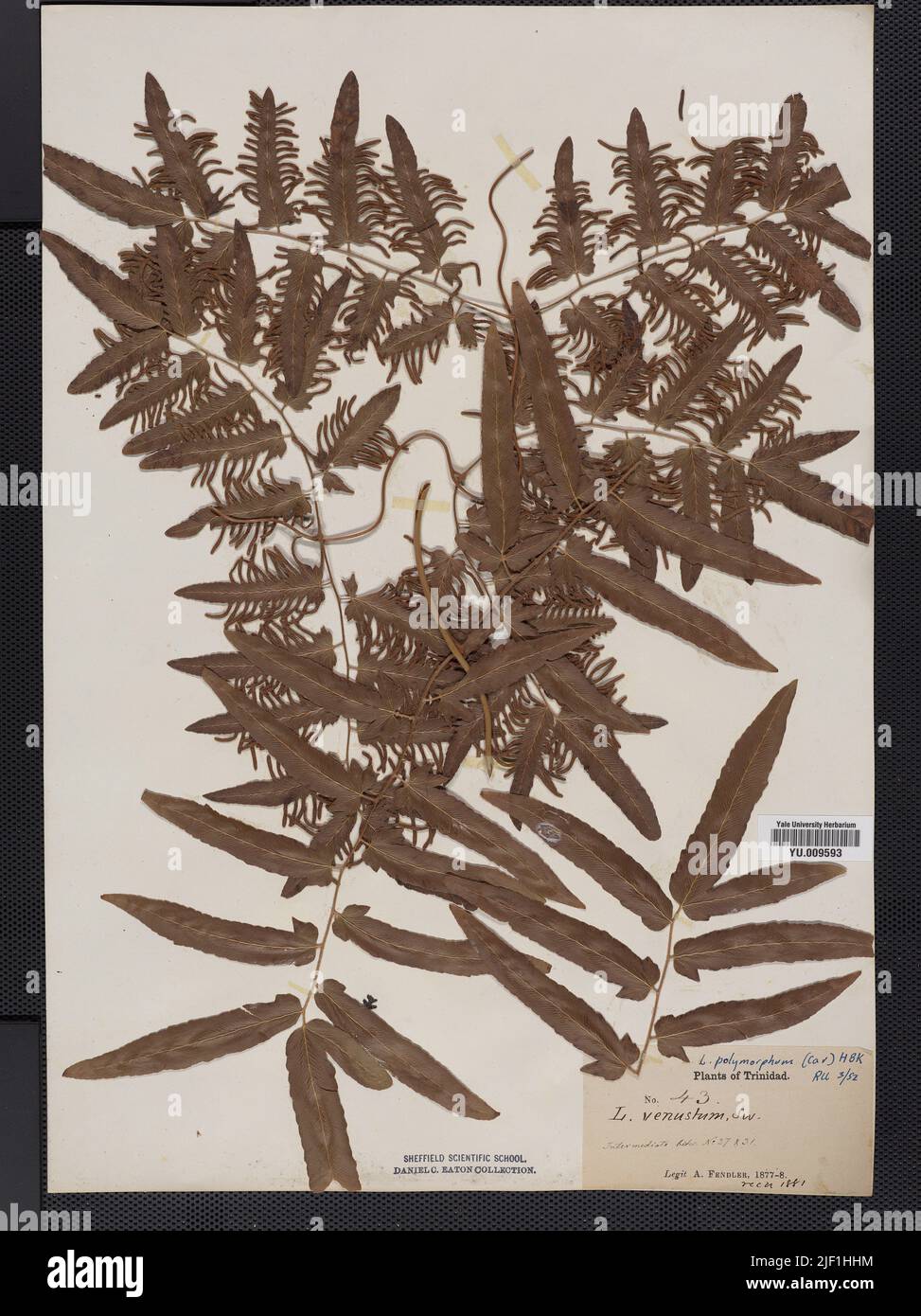 Neogloboquadrina incompta cifelli hi-res stock photography and images ...