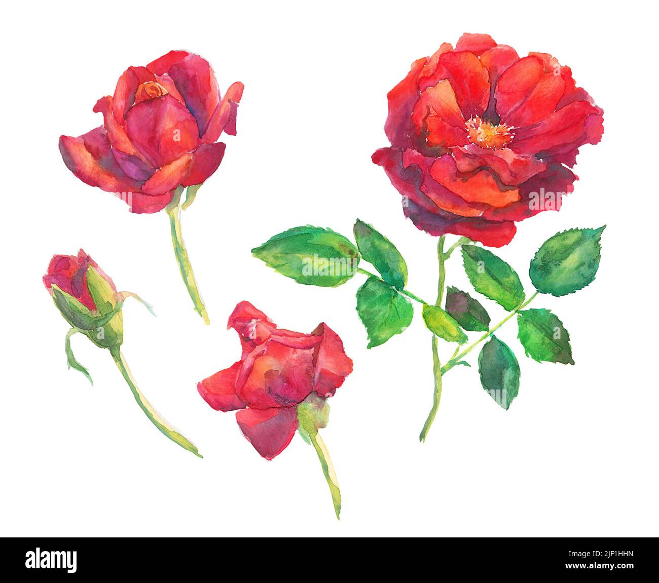 red roses, watercolor, isolated on white, isolation work path Stock ...