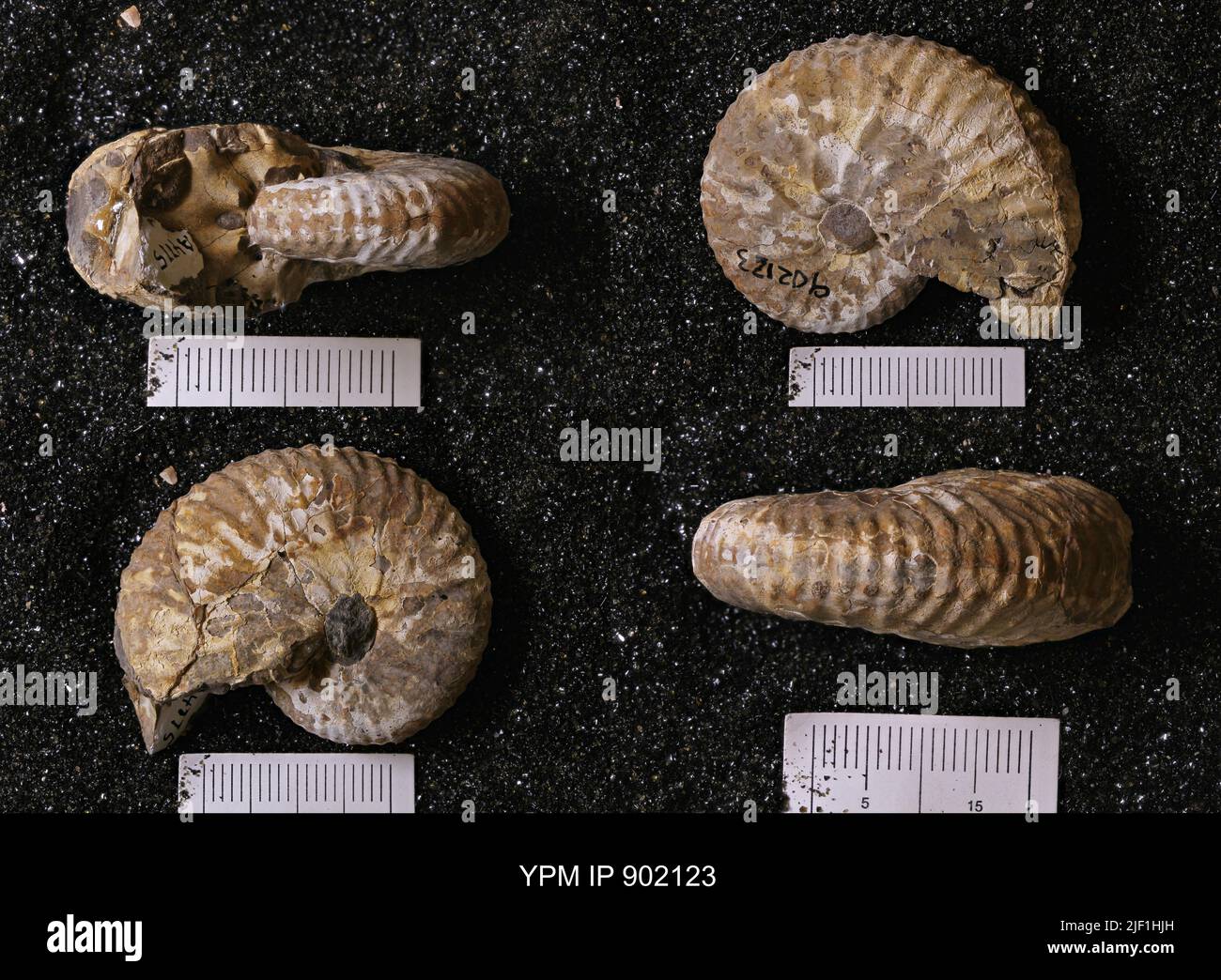 Inoceramidae hi-res stock photography and images - Alamy