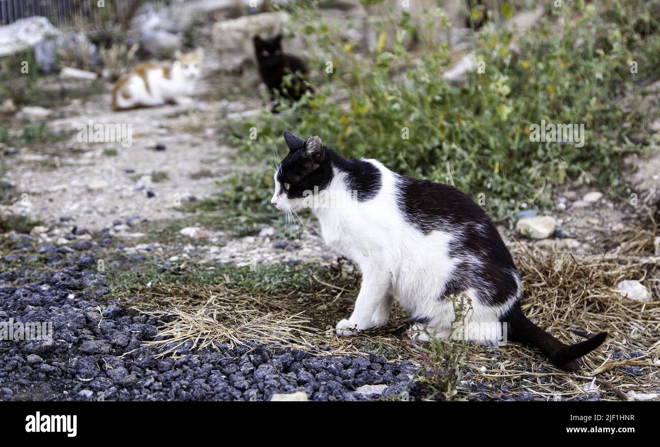 Abandoned street cats, stray animals, pets Stock Photo - Alamy