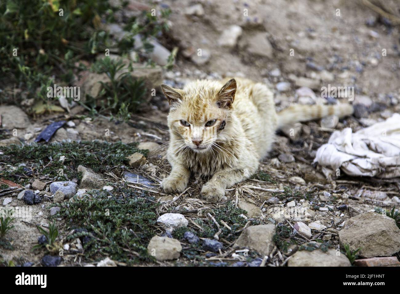 Abandoned street cats, stray animals, pets Stock Photo - Alamy