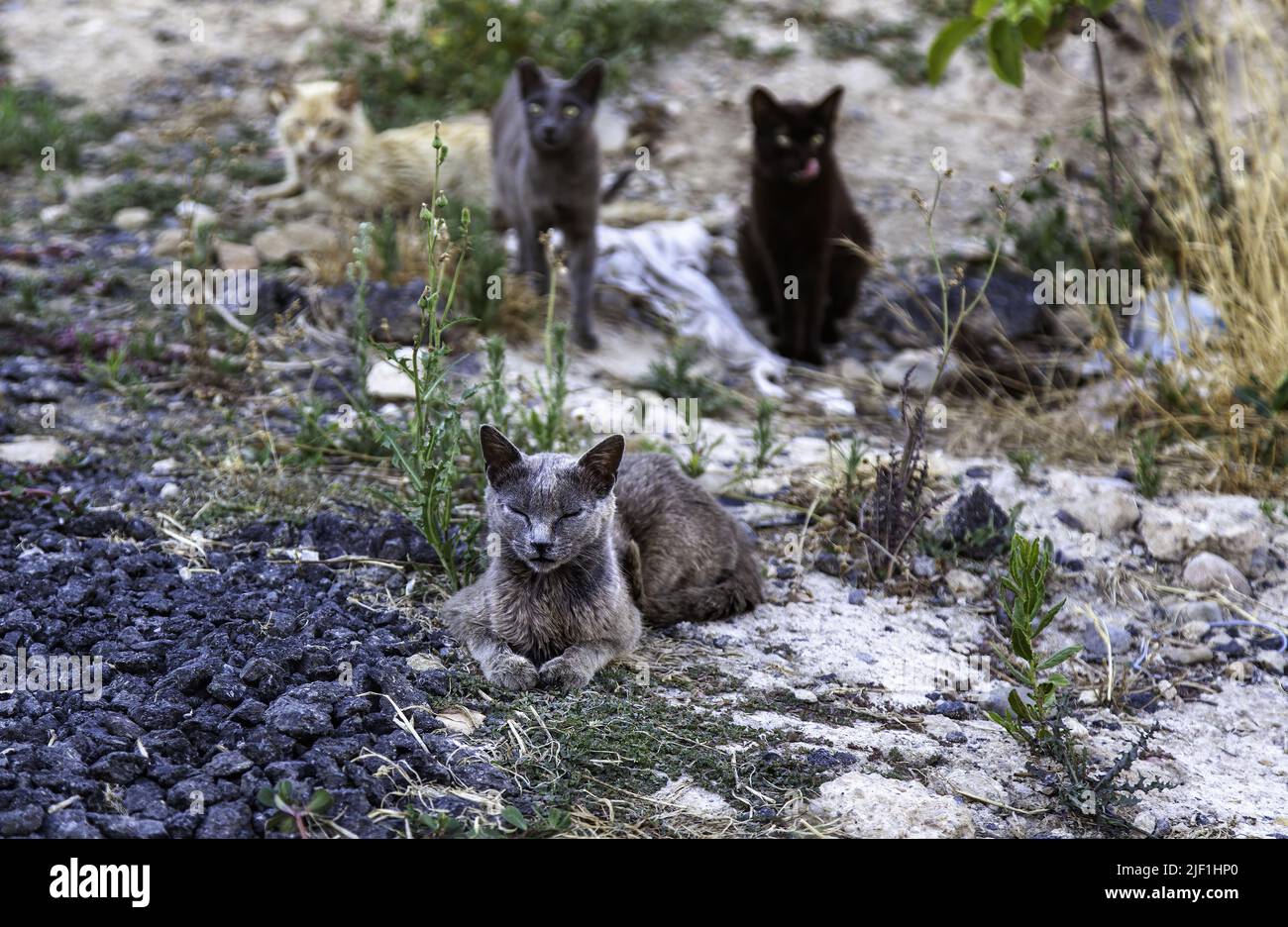 Abandoned street cats, stray animals, pets Stock Photo - Alamy