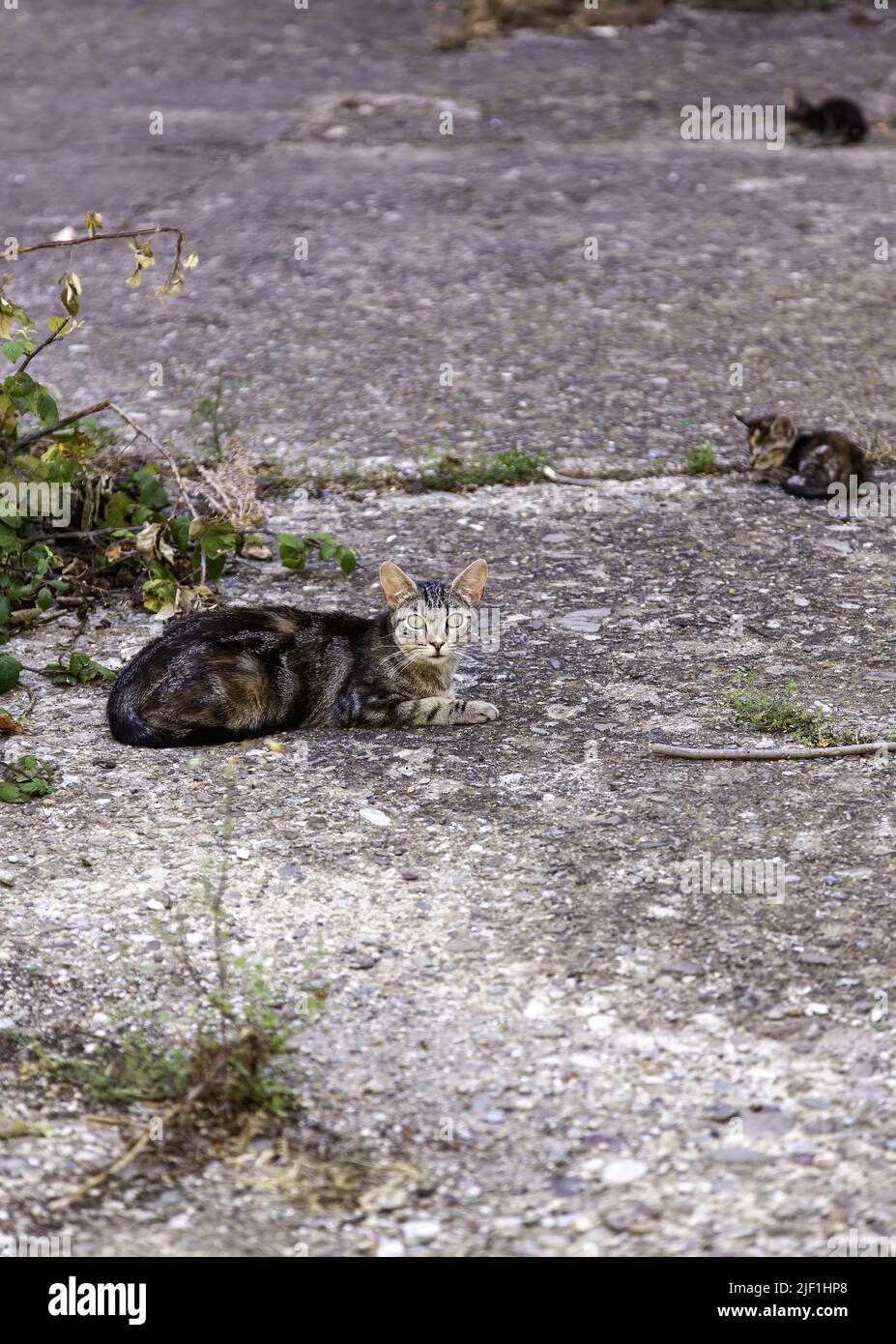 Detail of little cat abandoned in the city, loneliness Stock Photo - Alamy