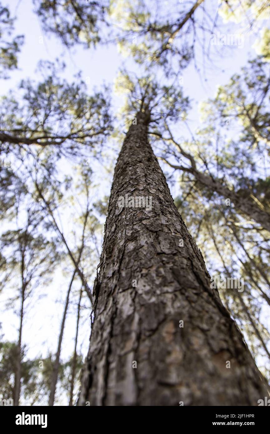Growth leaf perspective hi-res stock photography and images - Alamy