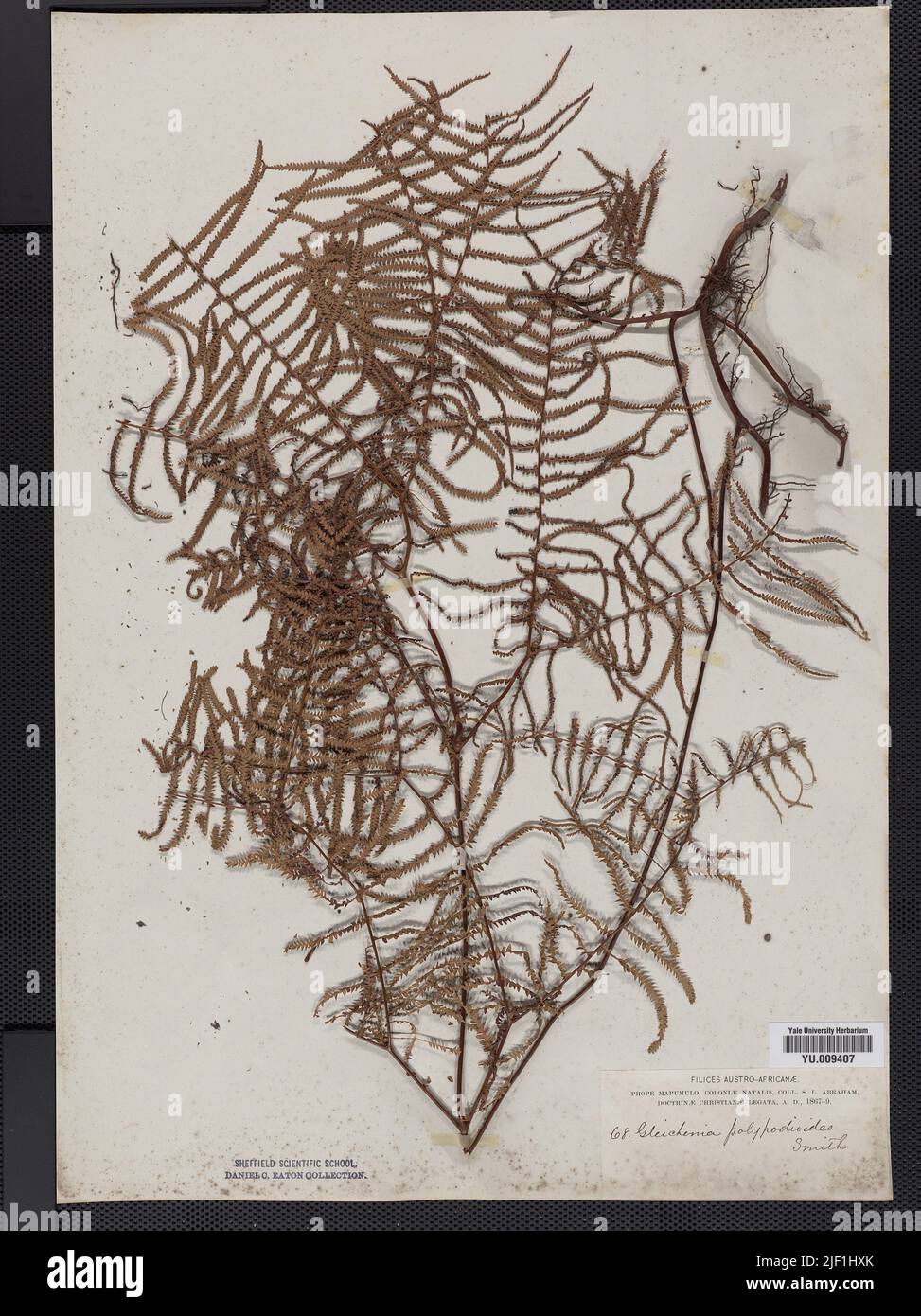 Neogloboquadrina incompta cifelli hi-res stock photography and images ...