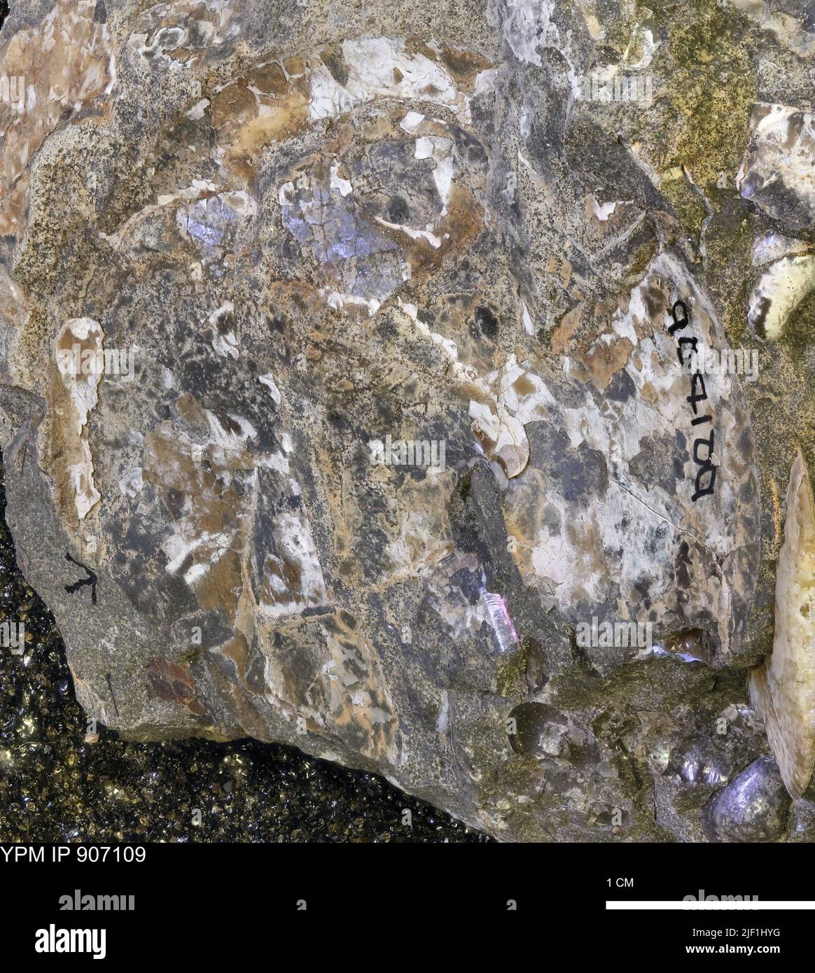 Sphenodiscus hi-res stock photography and images - Alamy