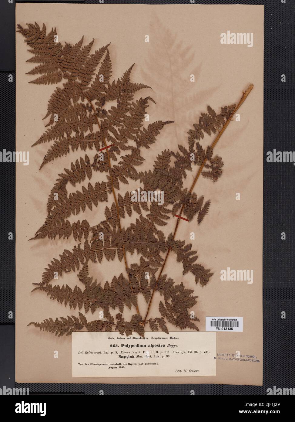 Neogloboquadrina incompta cifelli hi-res stock photography and images ...