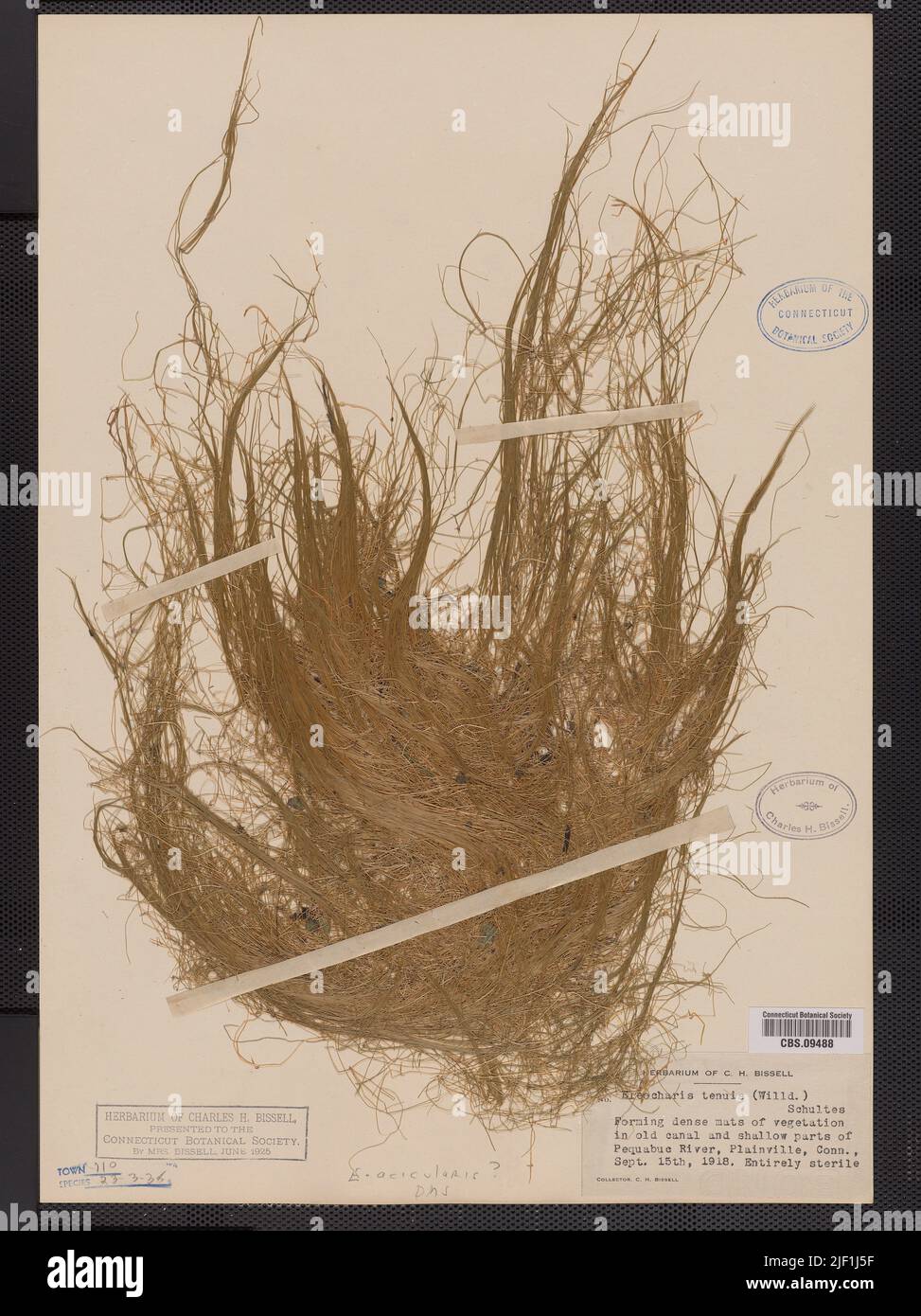 Neogloboquadrina incompta (Cifelli, 1961 Stock Photo - Alamy