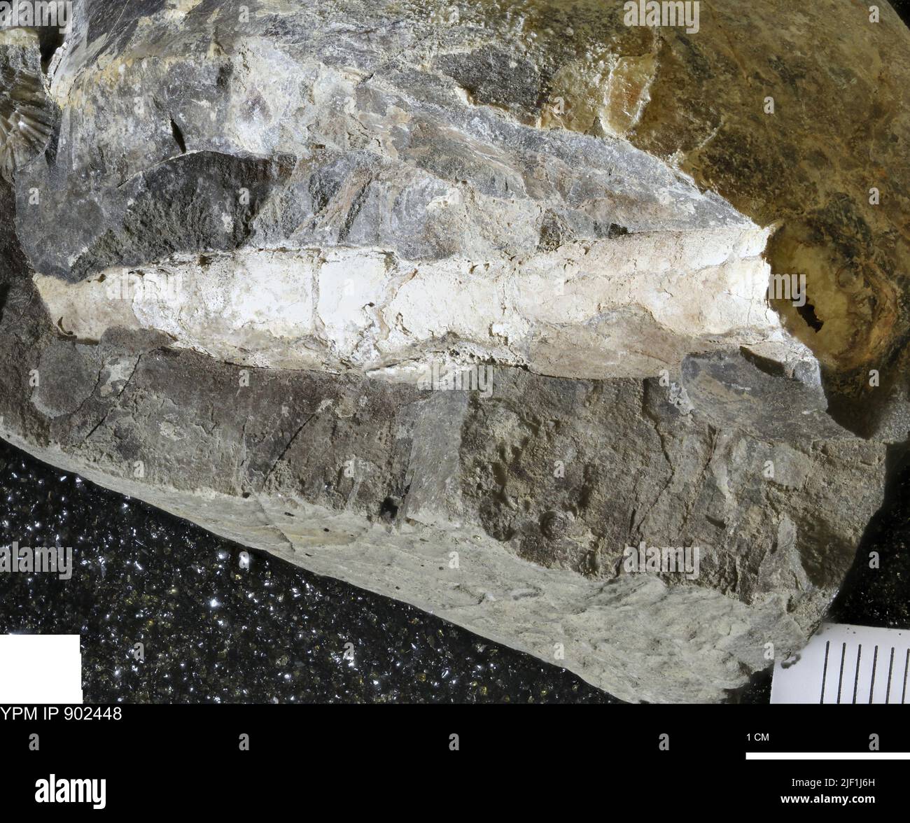 Baculites sp animalia hi-res stock photography and images - Alamy