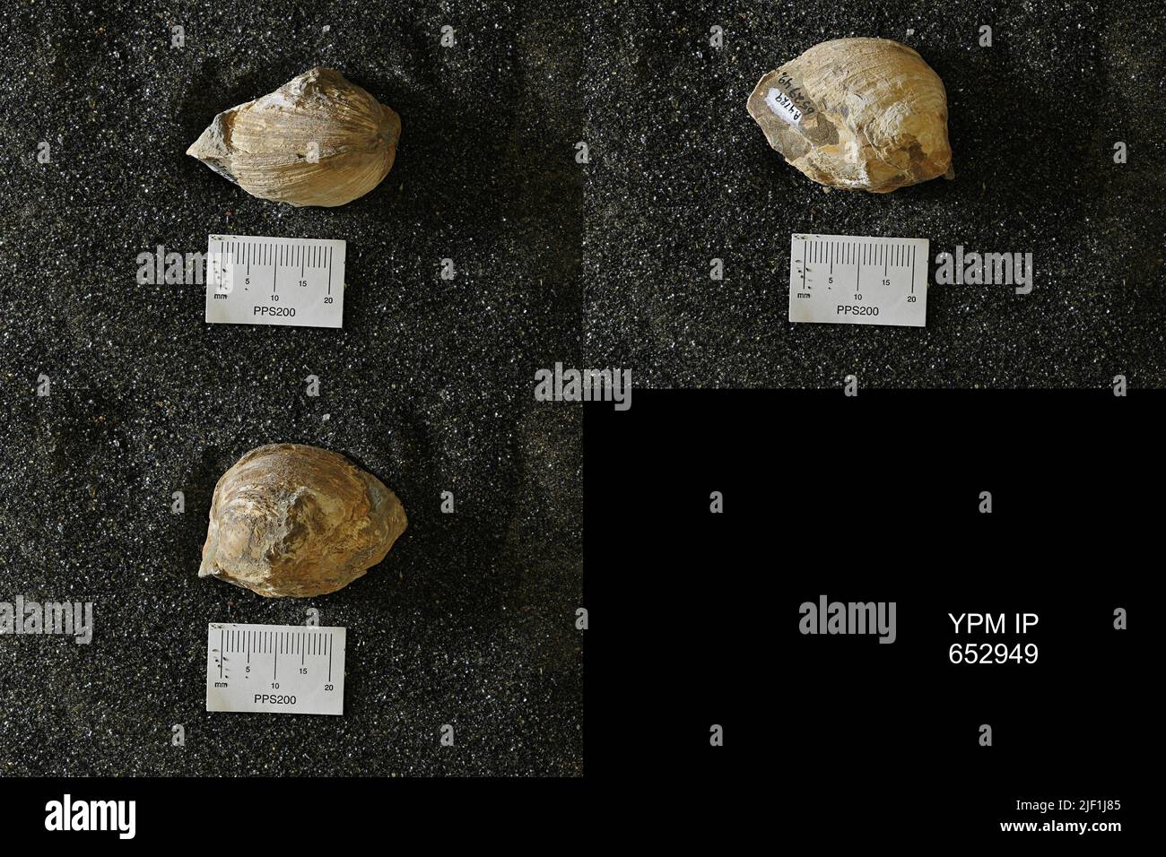 Corbula hi-res stock photography and images - Alamy