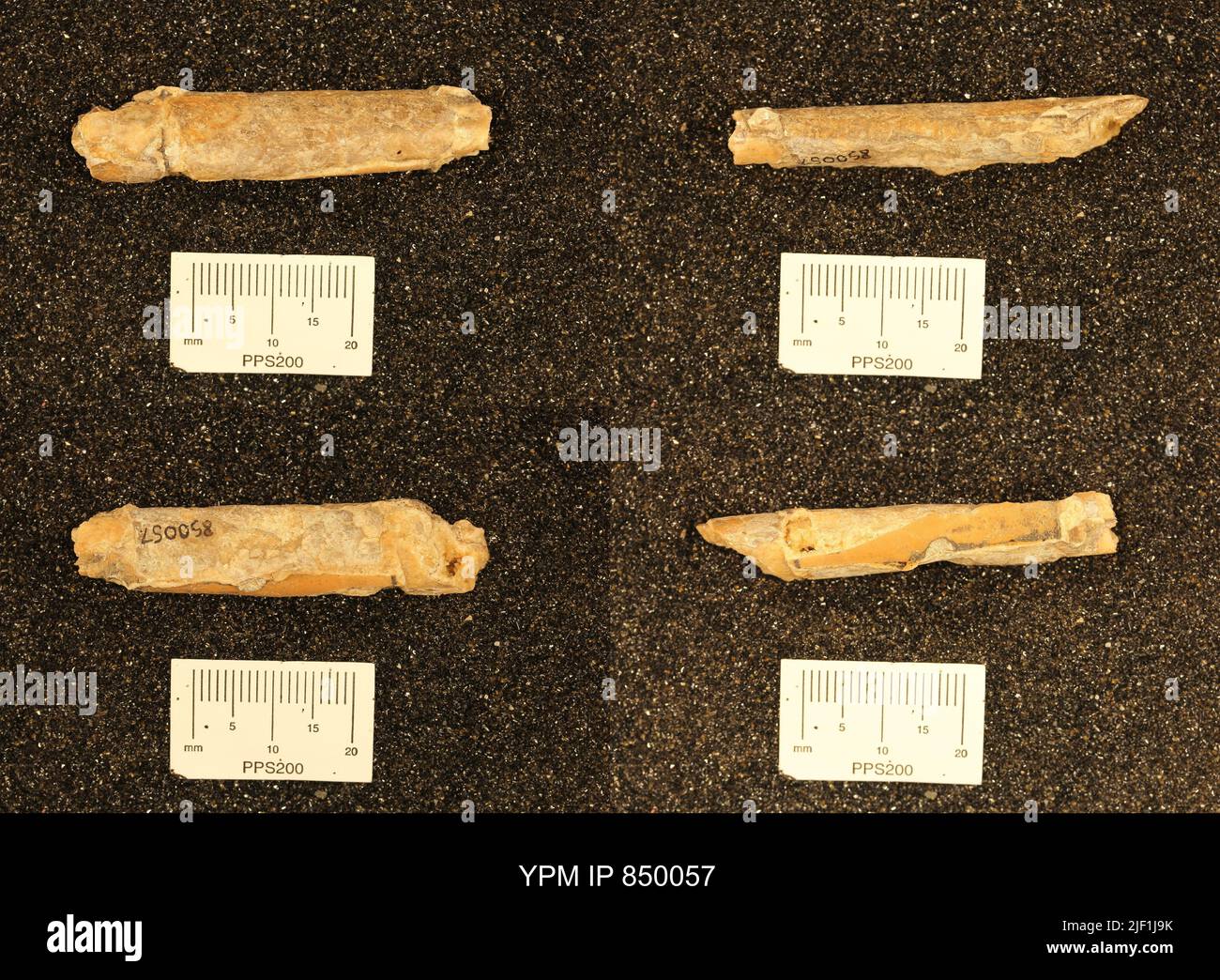 Baculites sp animalia hi-res stock photography and images - Alamy