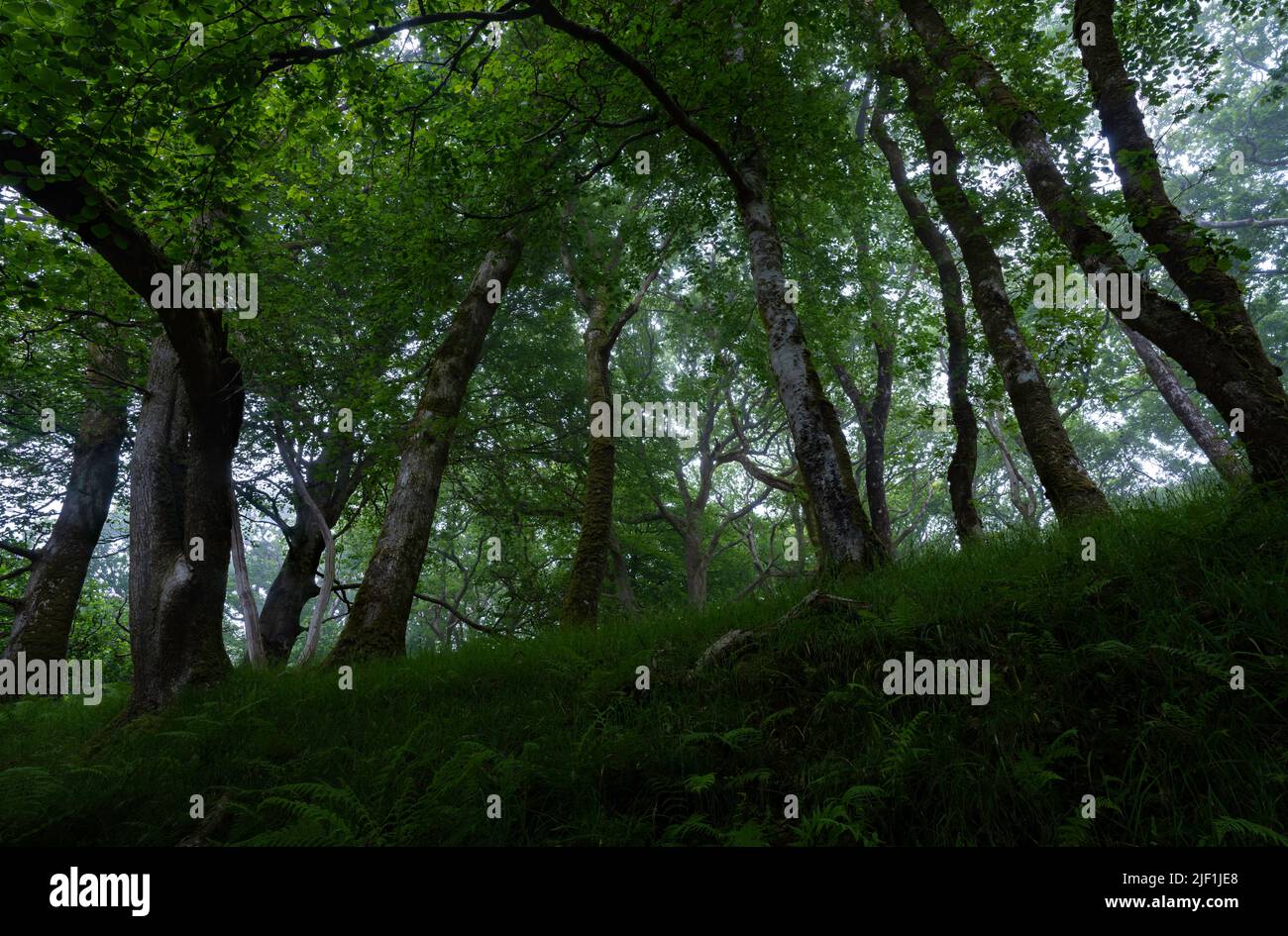 Ancient woodland from a low perspective Stock Photo - Alamy