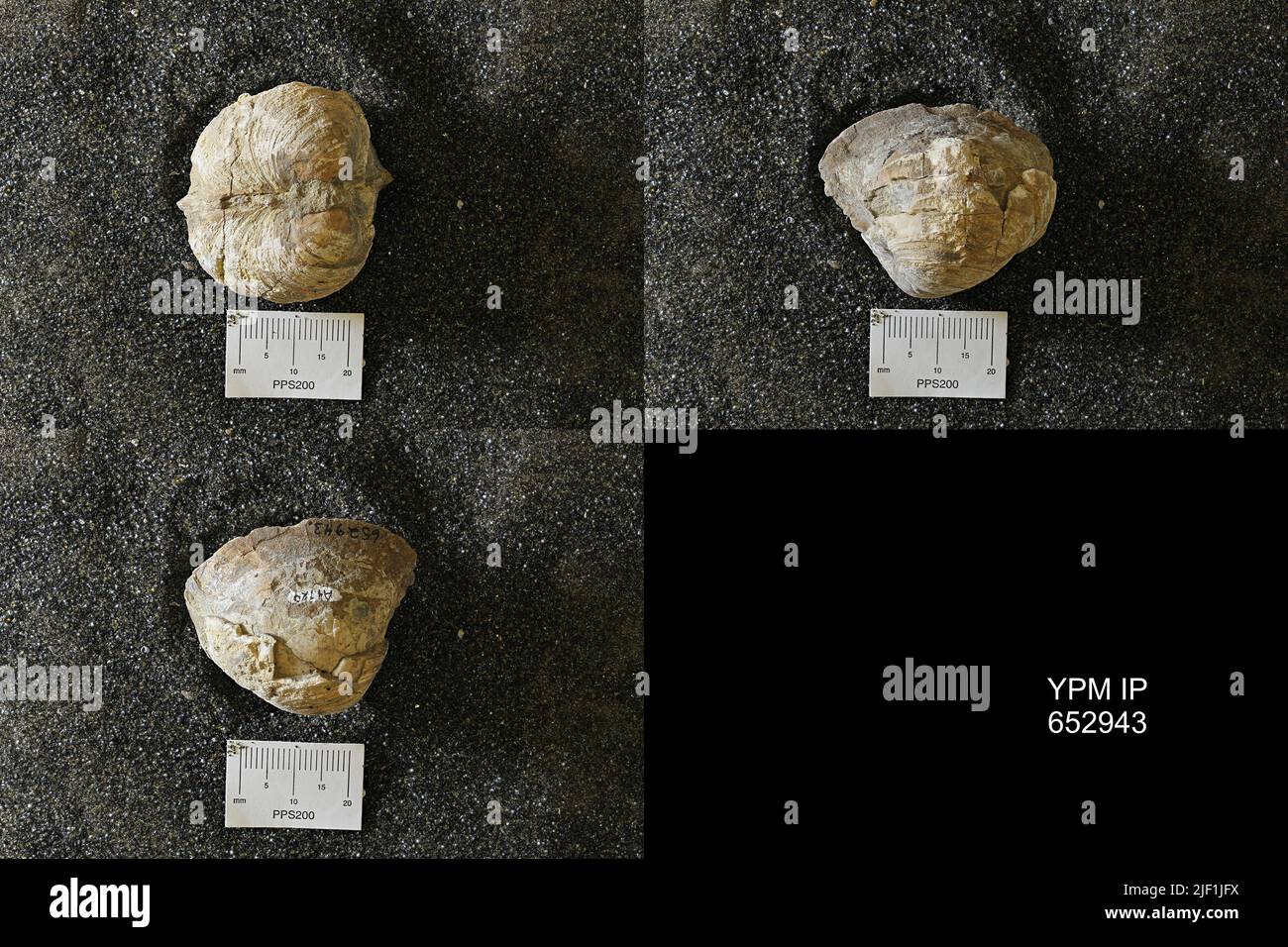 Cucullaea sp animalia hi-res stock photography and images - Alamy