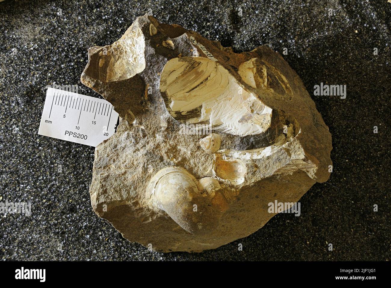 Gastropoda snails and sl hi-res stock photography and images - Alamy