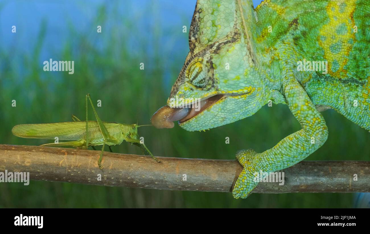 Chameleon hunting grasshopper hi-res stock photography and images - Alamy