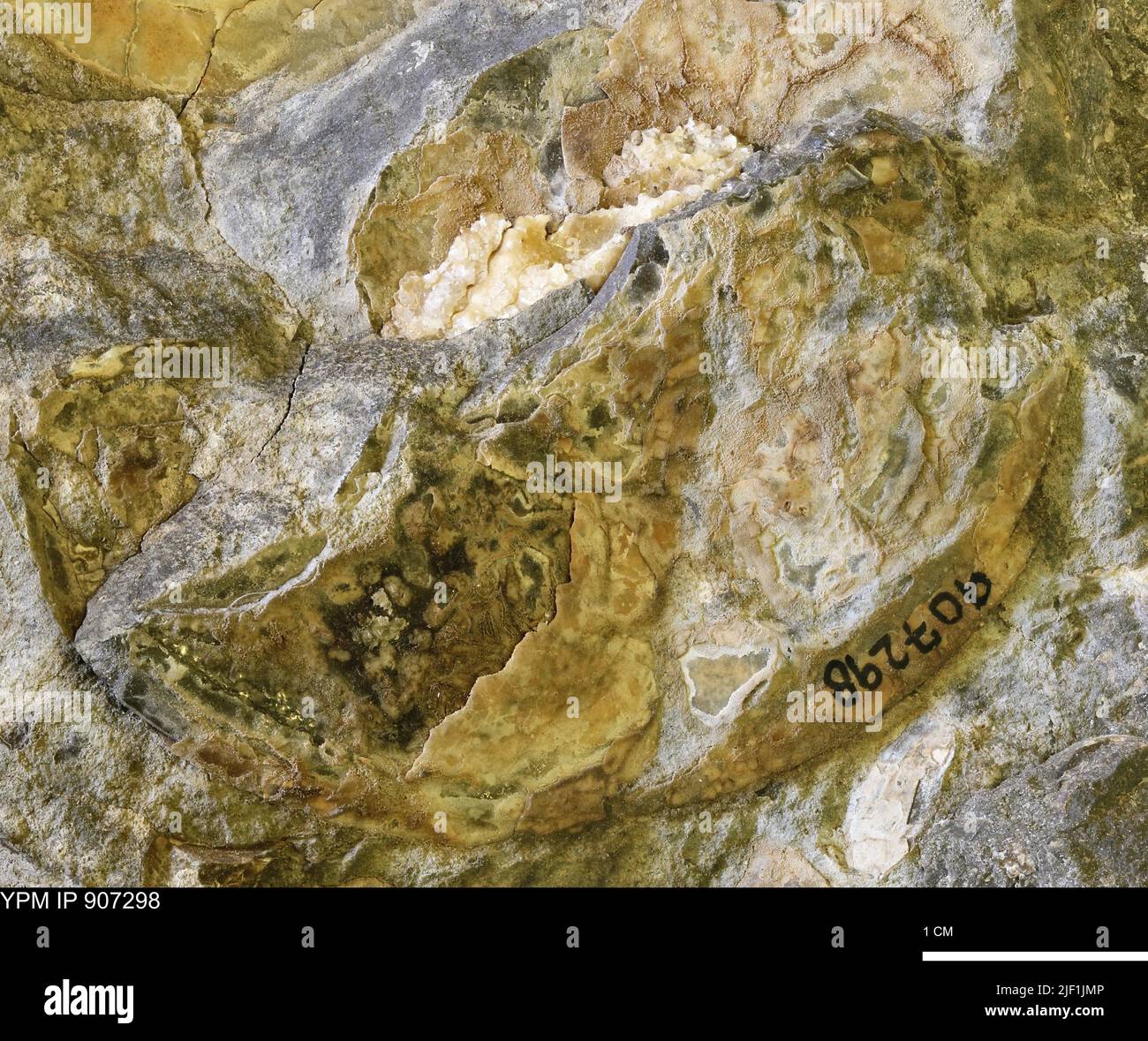 Sphenodiscus hi-res stock photography and images - Alamy